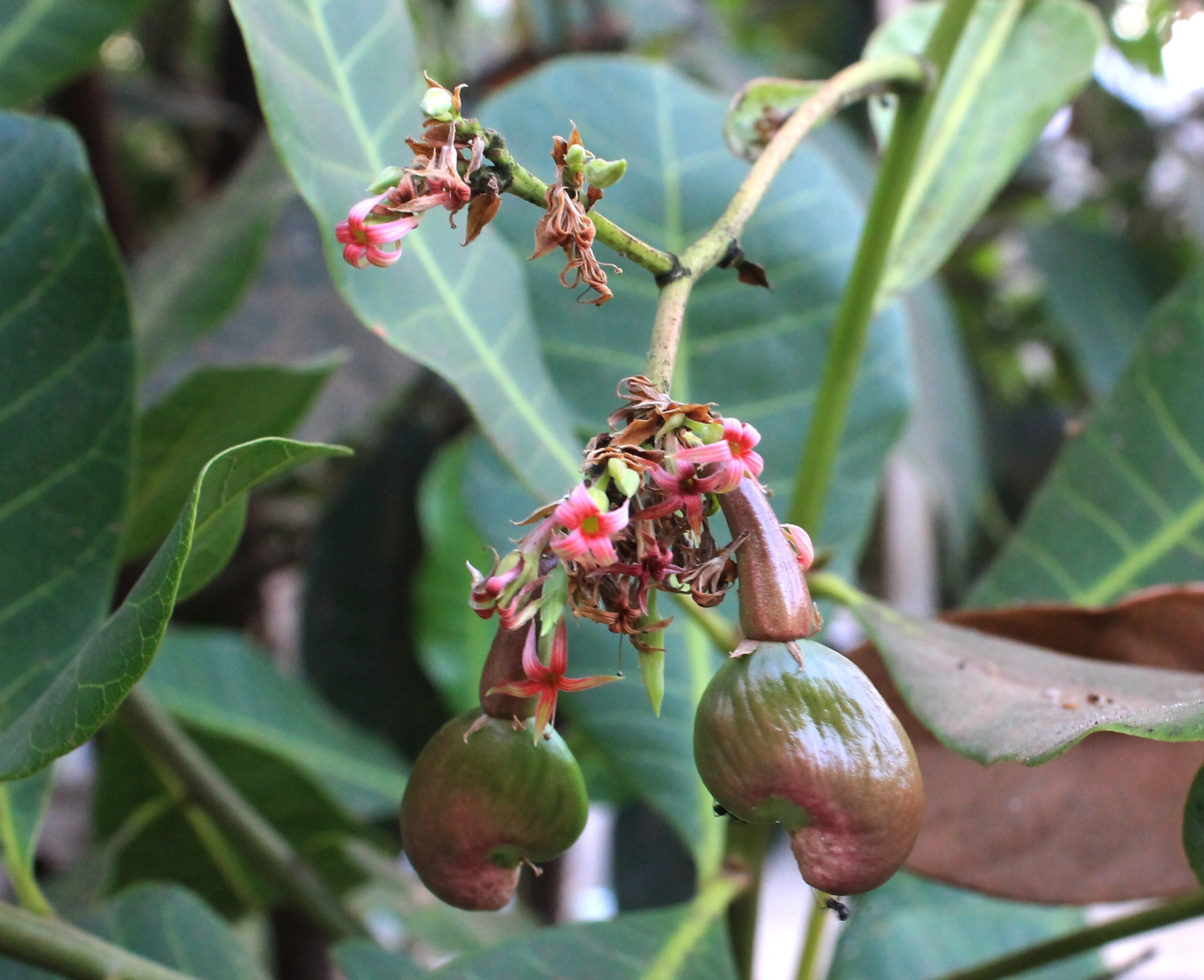 Small fruits in the garden free image download