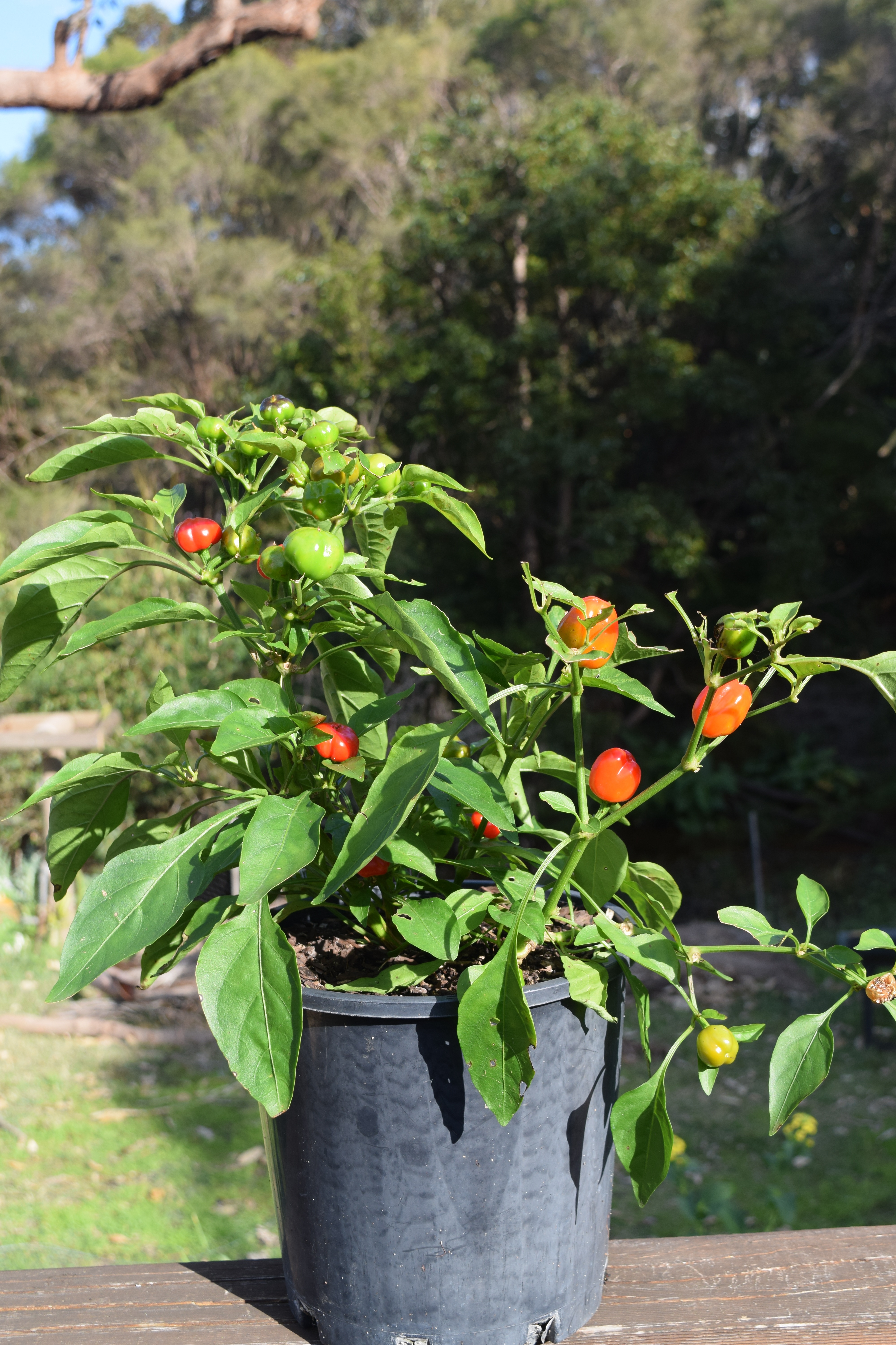Plant Capsicum Mini free image download