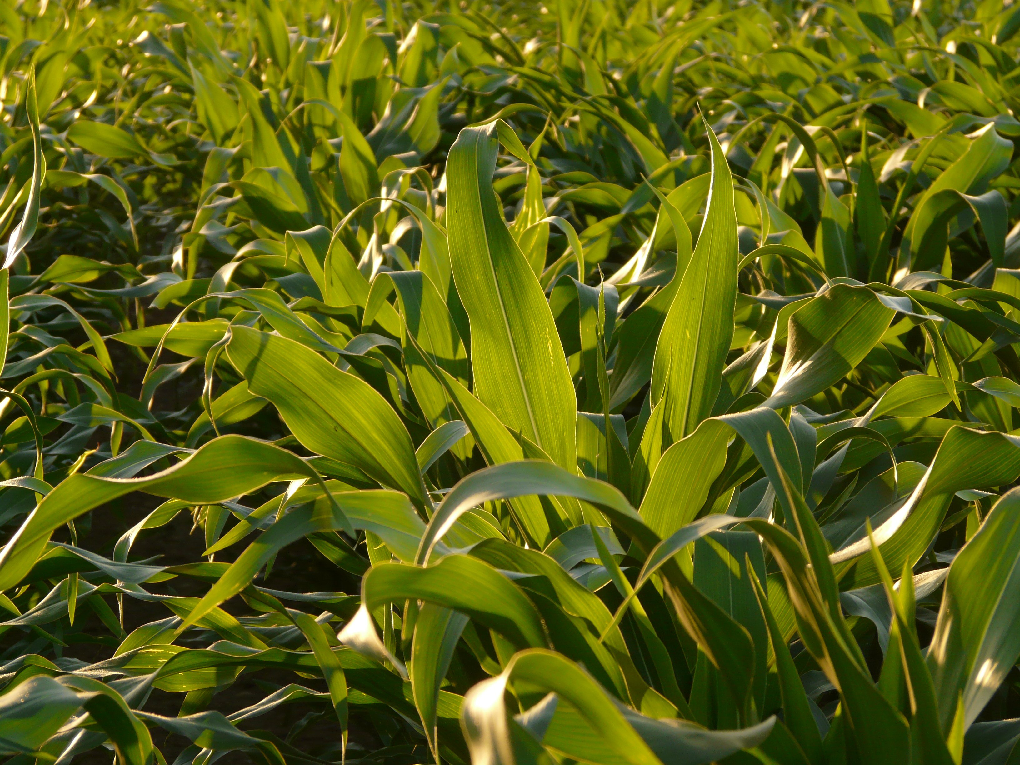 Close up of corn leaves free image download