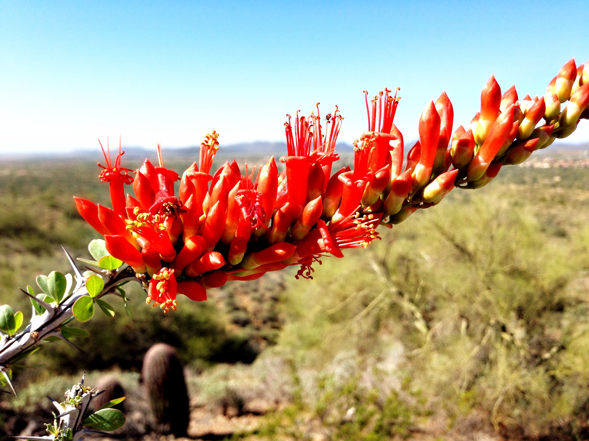 Ocotillo Desert Arizona free image download