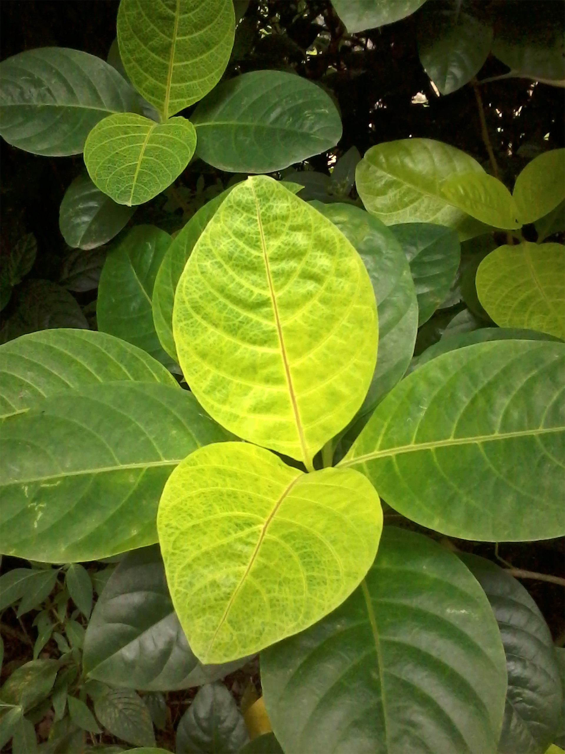 Rounded green bush leaves free image download