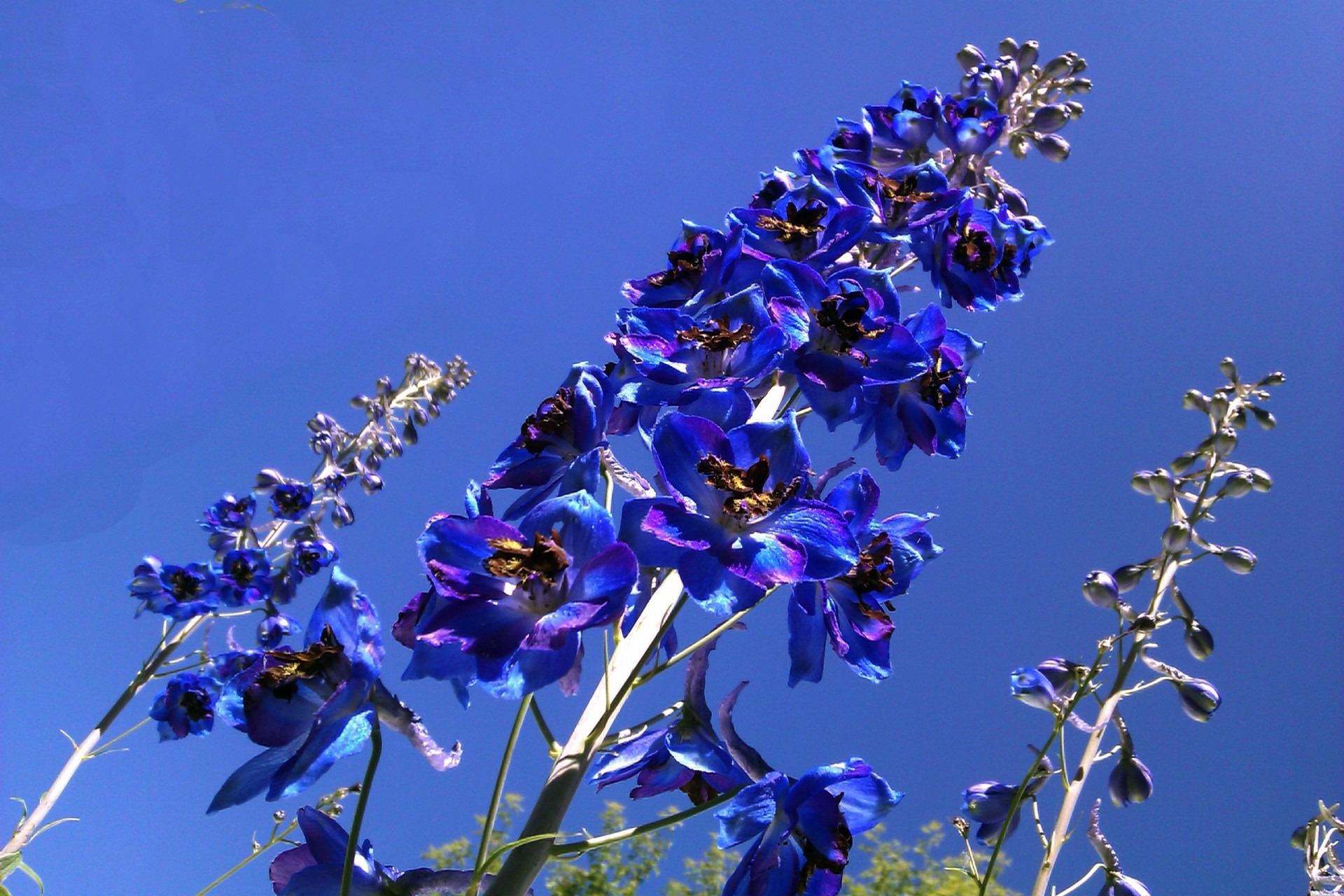 Blue flowers on stem free image download
