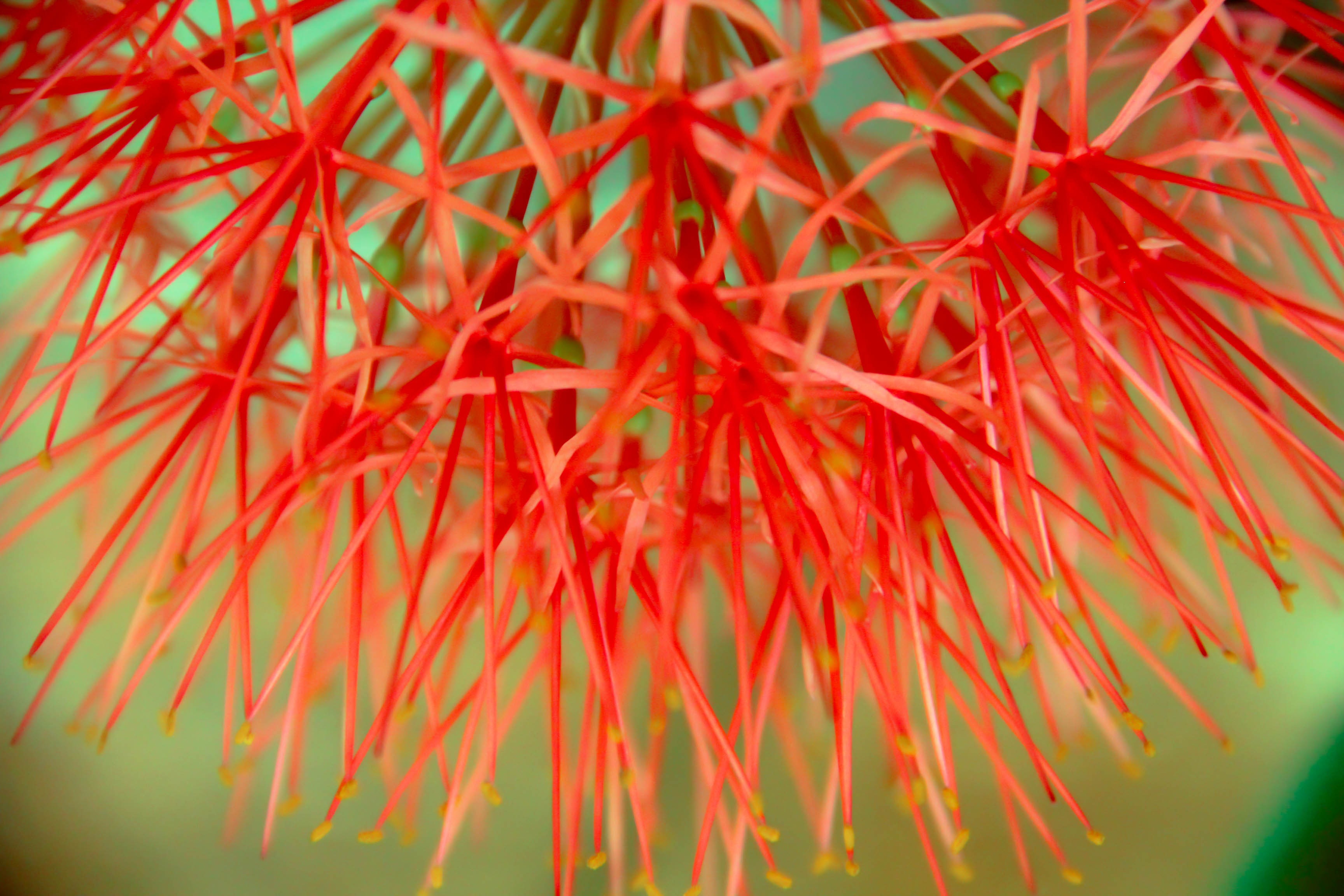 Close up of red sprouts free image download
