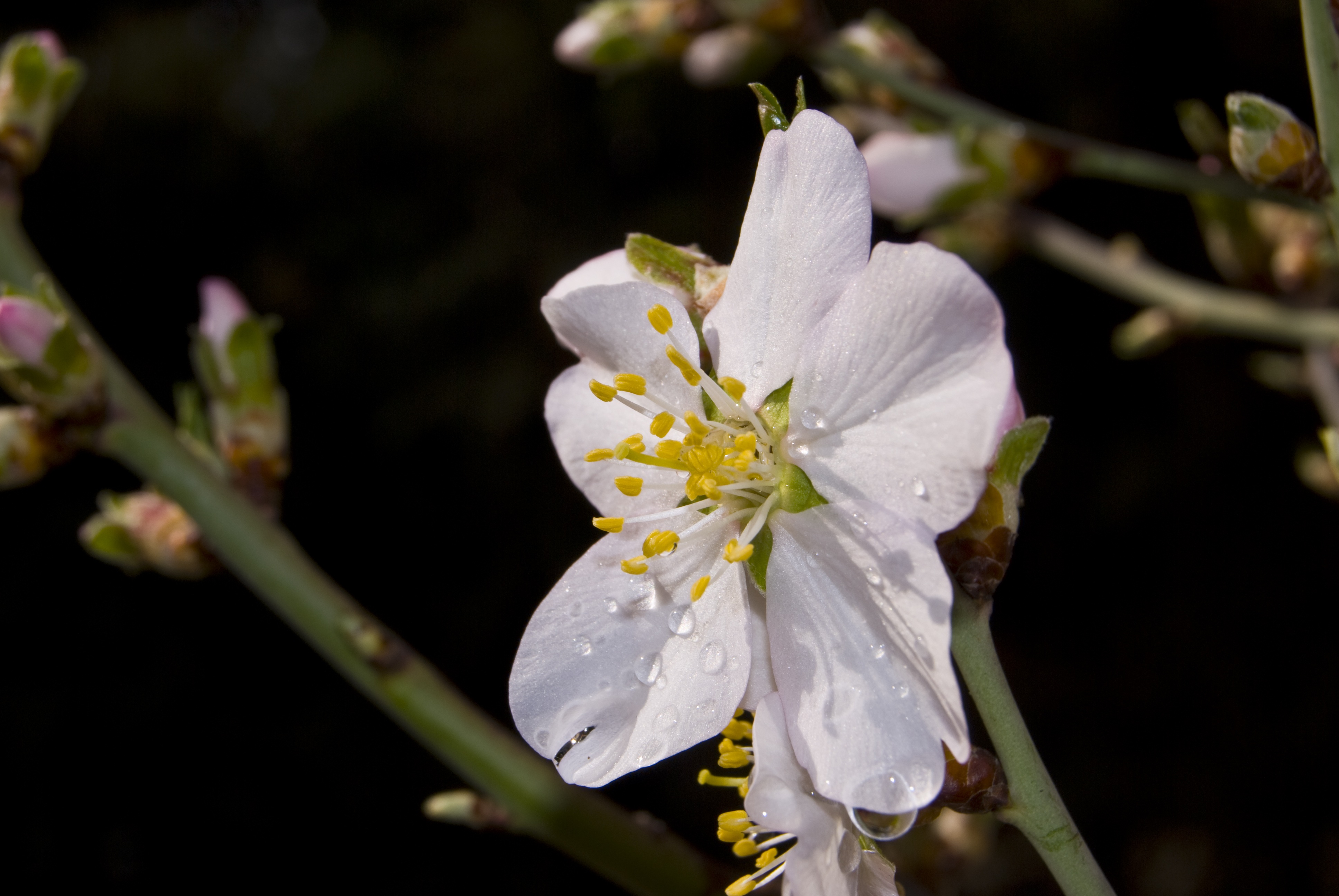 Flower Almond Tree Spring free image download