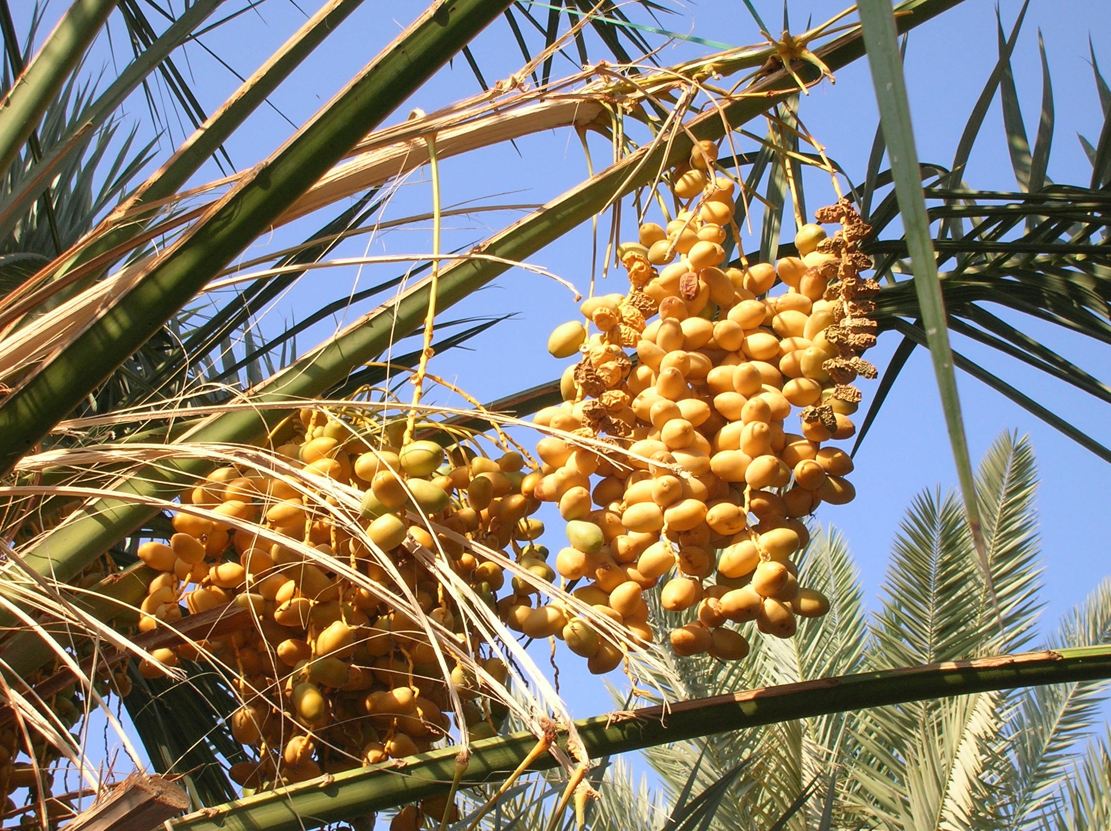 Ripe date fruit free image download