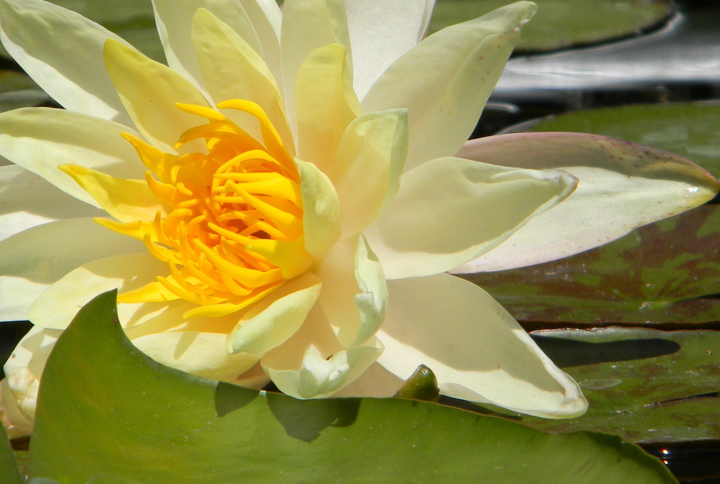 Water Flower Floral Plant free image download