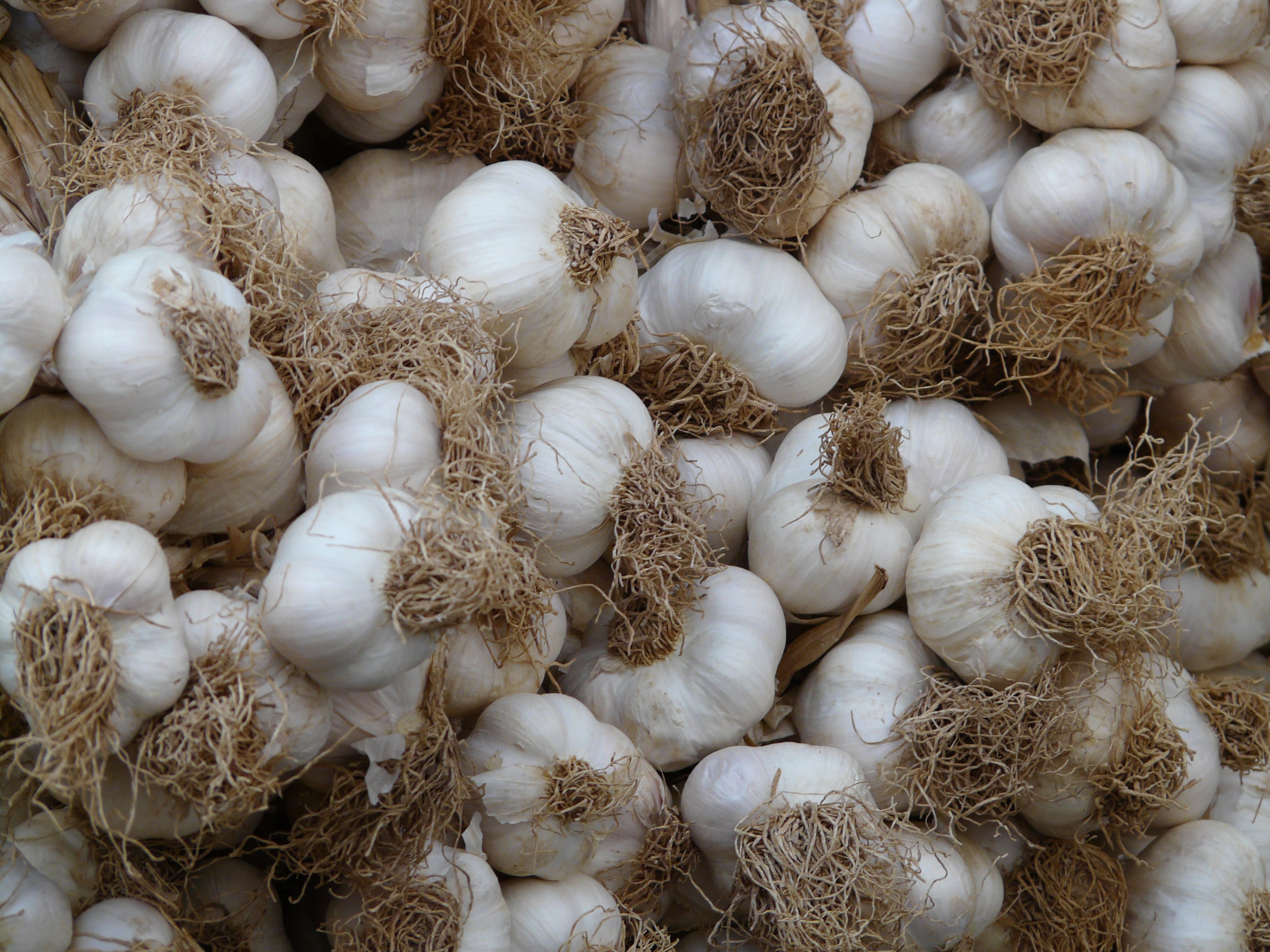 Garlic roots free image download