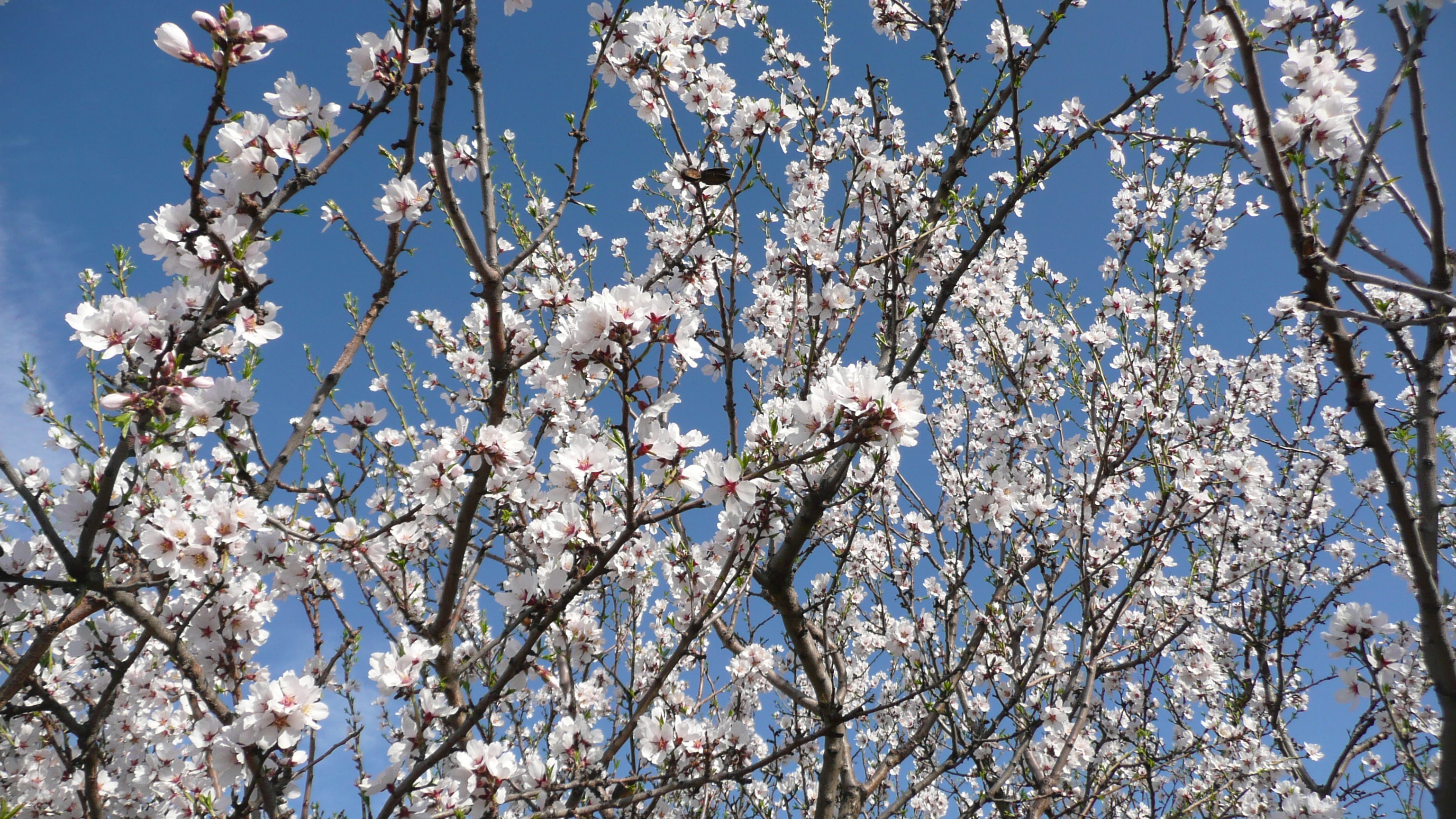 Spring trees bloom free image download