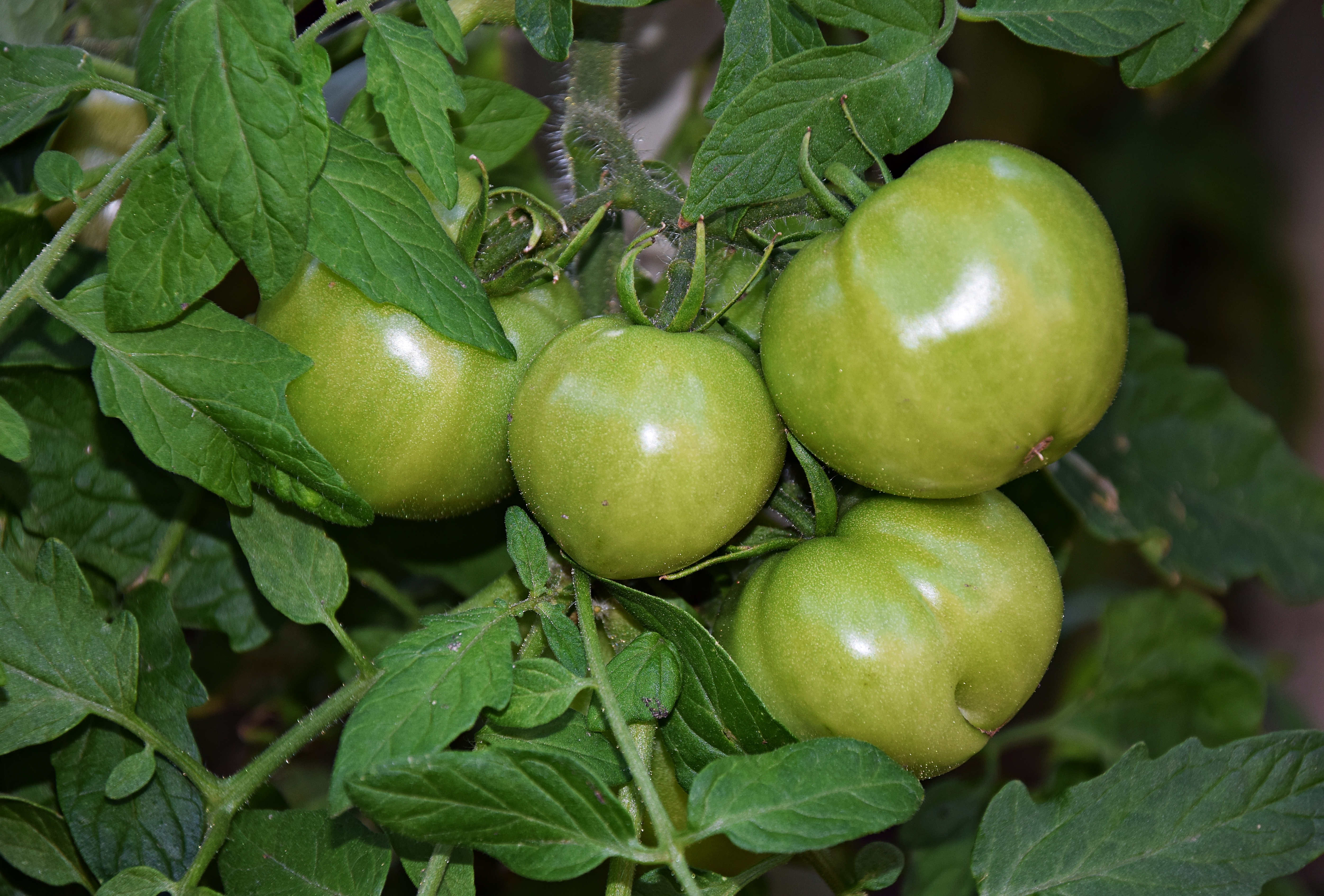 Tomatoes on bush free image download