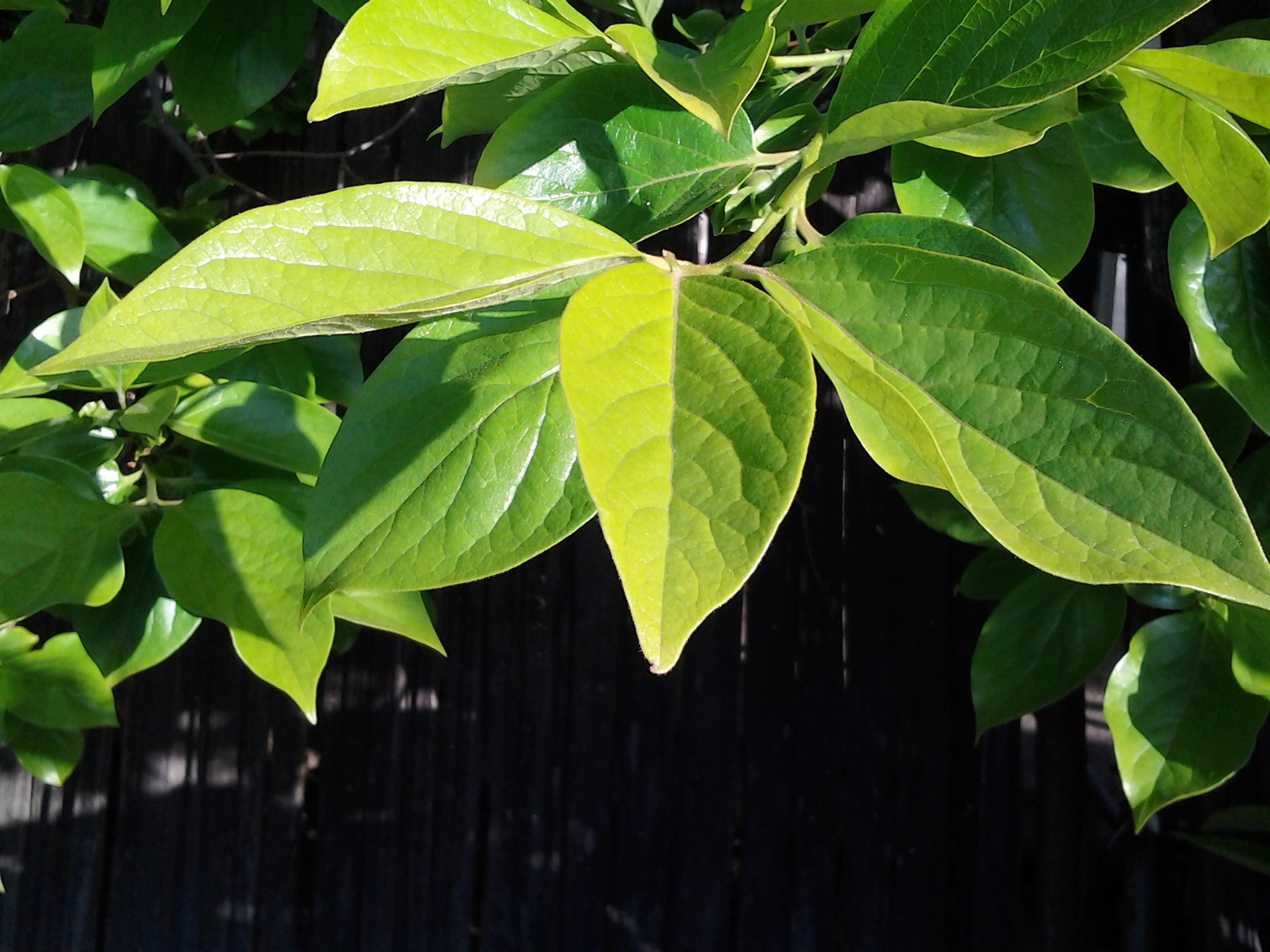 Fresh green leaves free image download