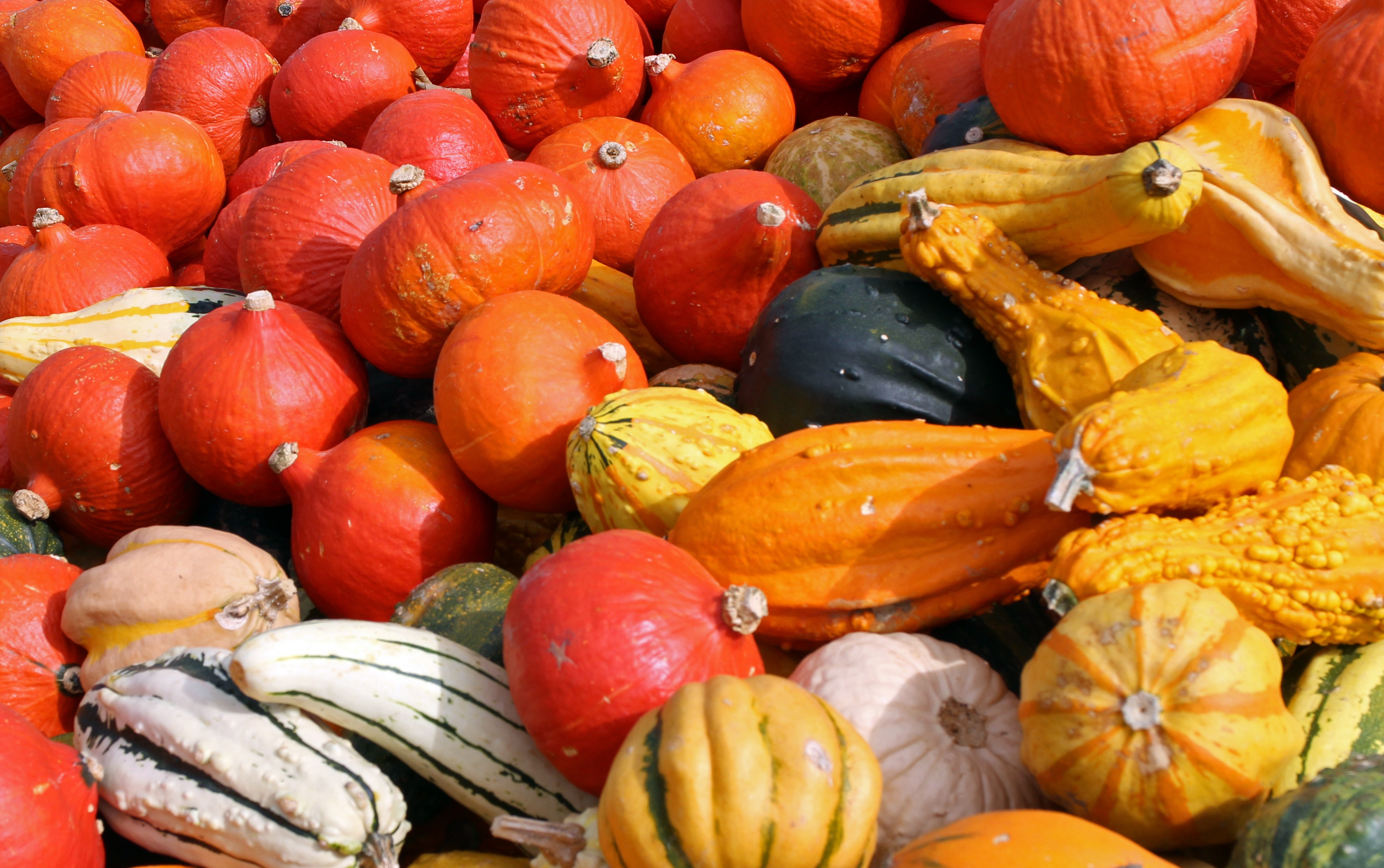 Colorful harvest of vegetables free image download
