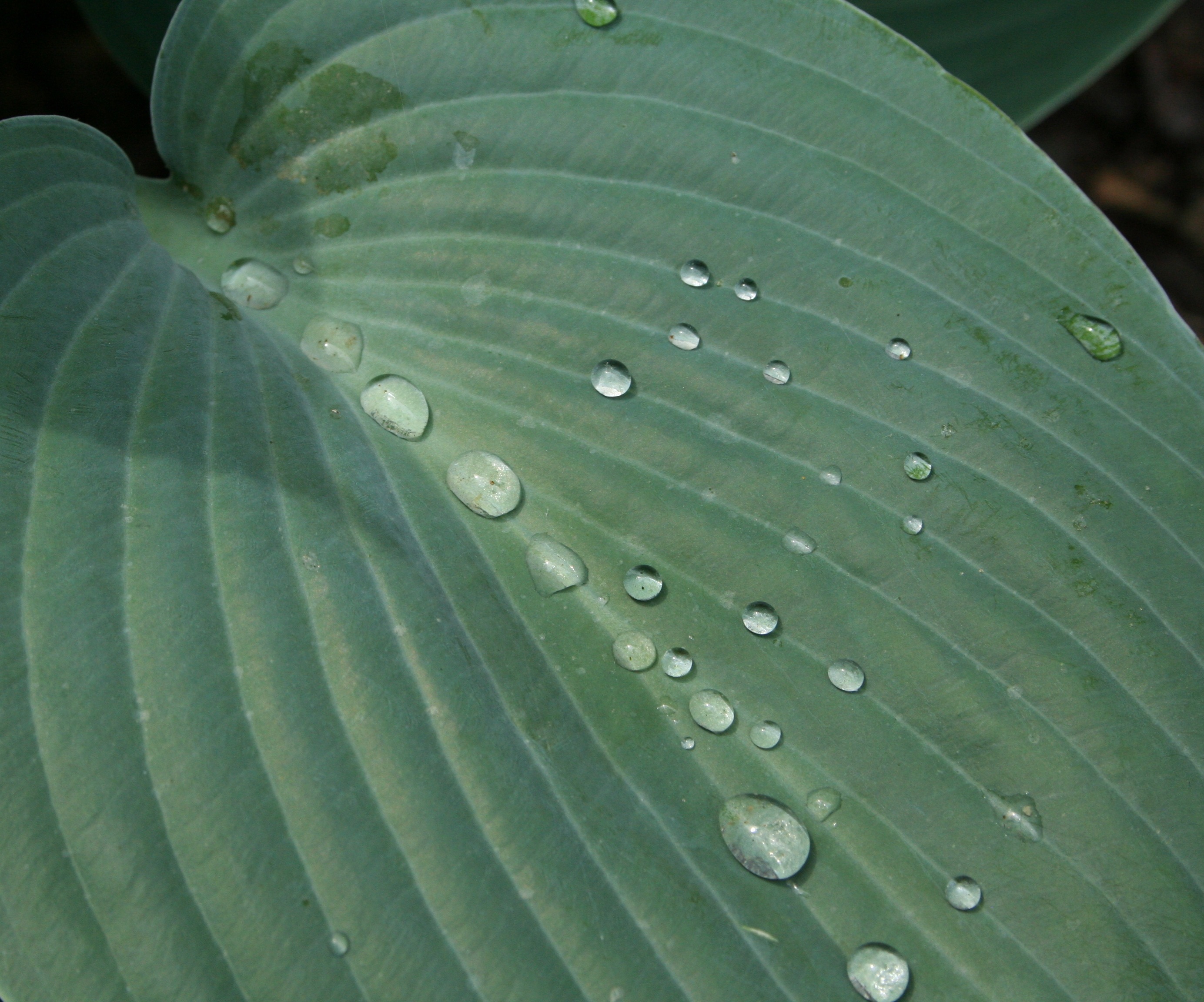 Drops Plant Leaves Water free image download