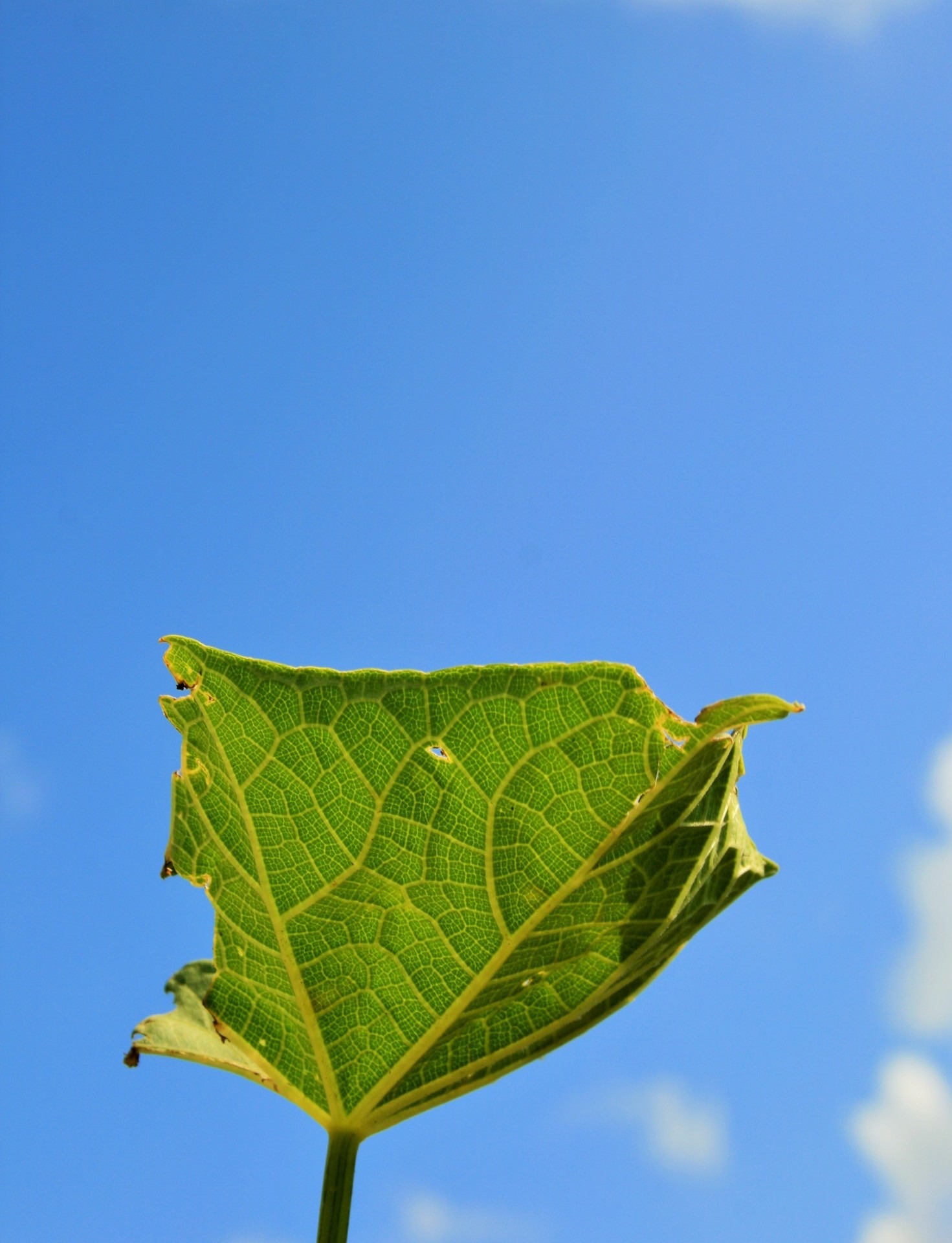 Blue Leaf Bright free image download