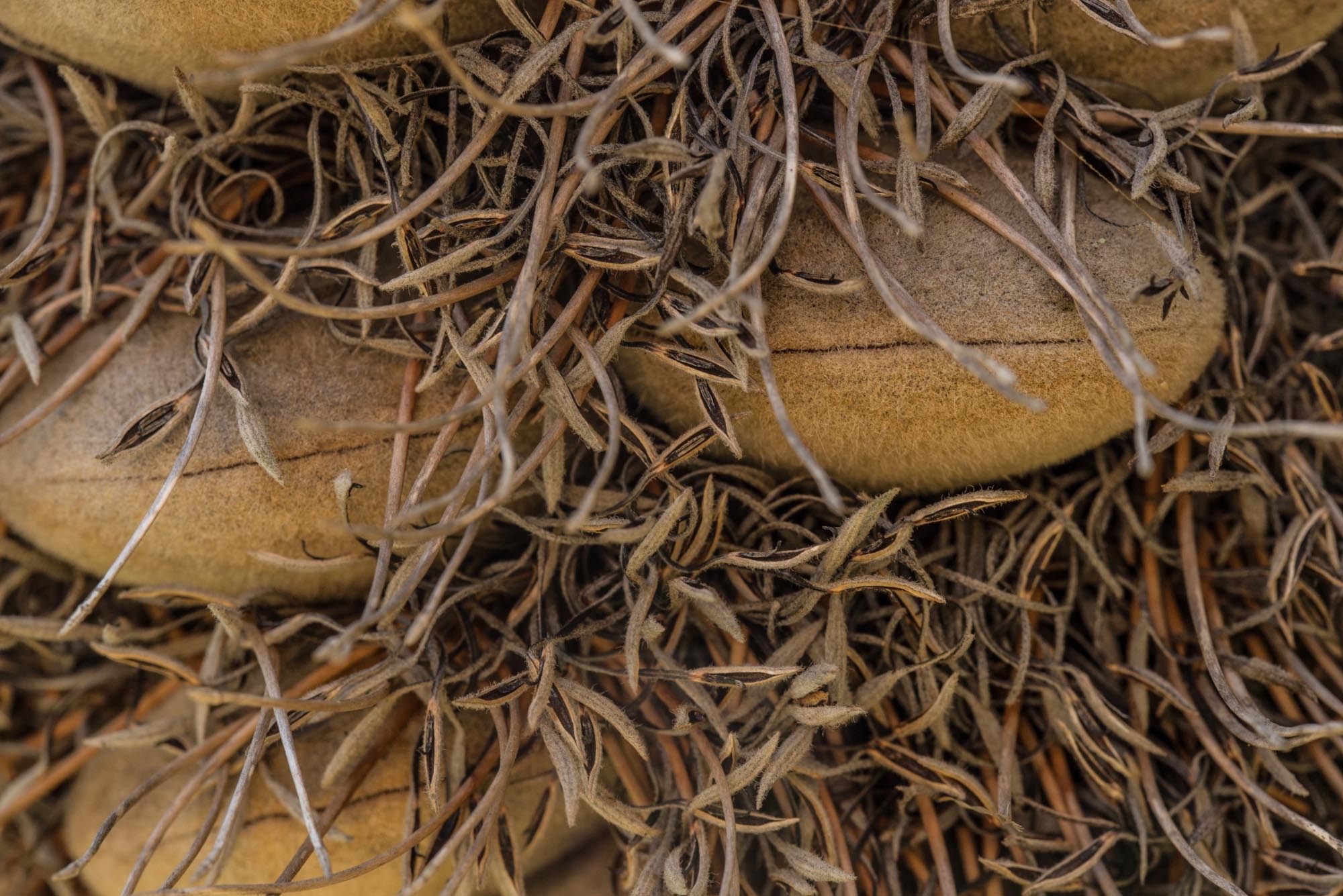 Banksia Close-Up Australia Native free image download