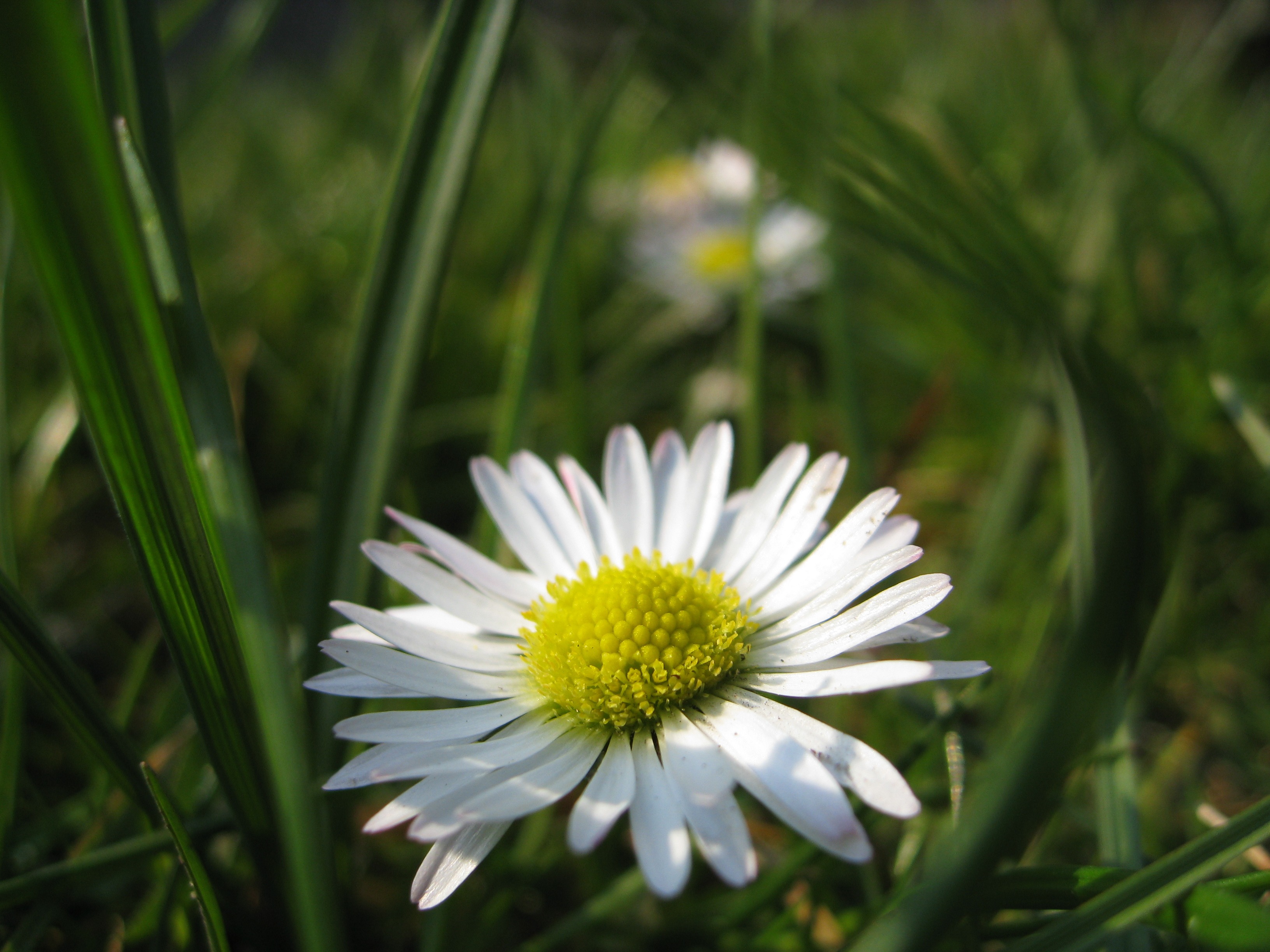 Spring daisies in garden free image download