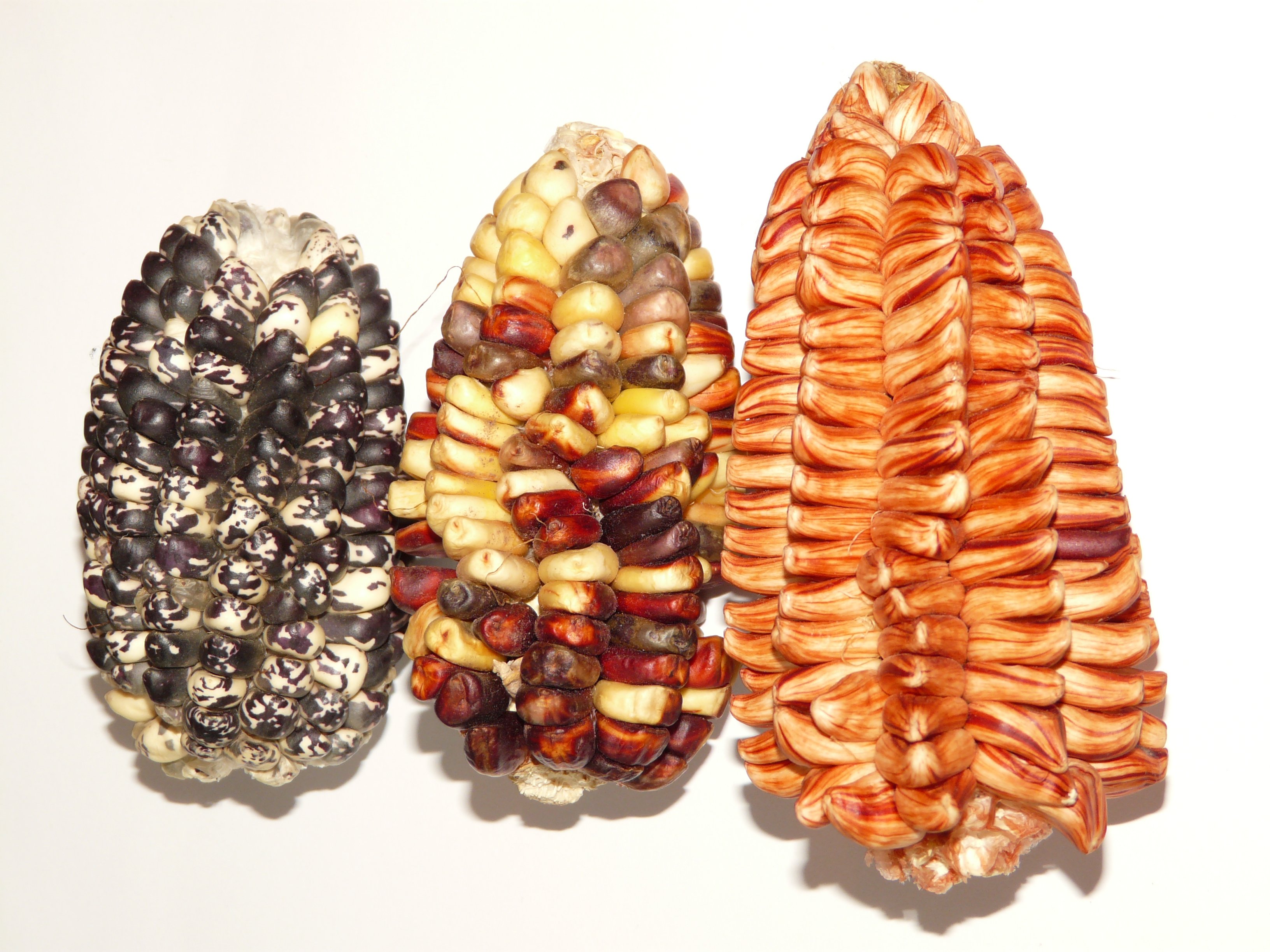 Dried corn free image download