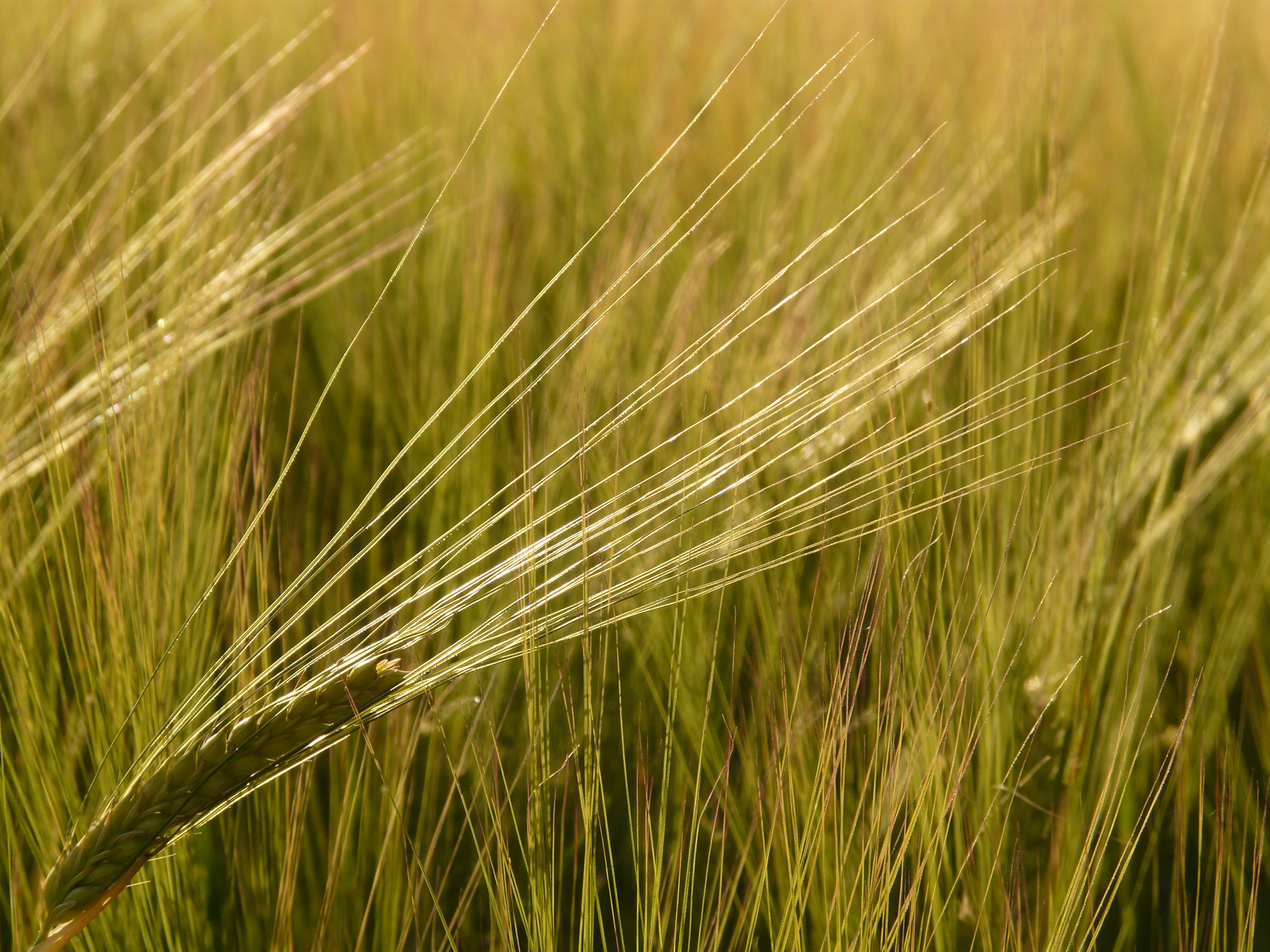 Long ears of wheat free image download