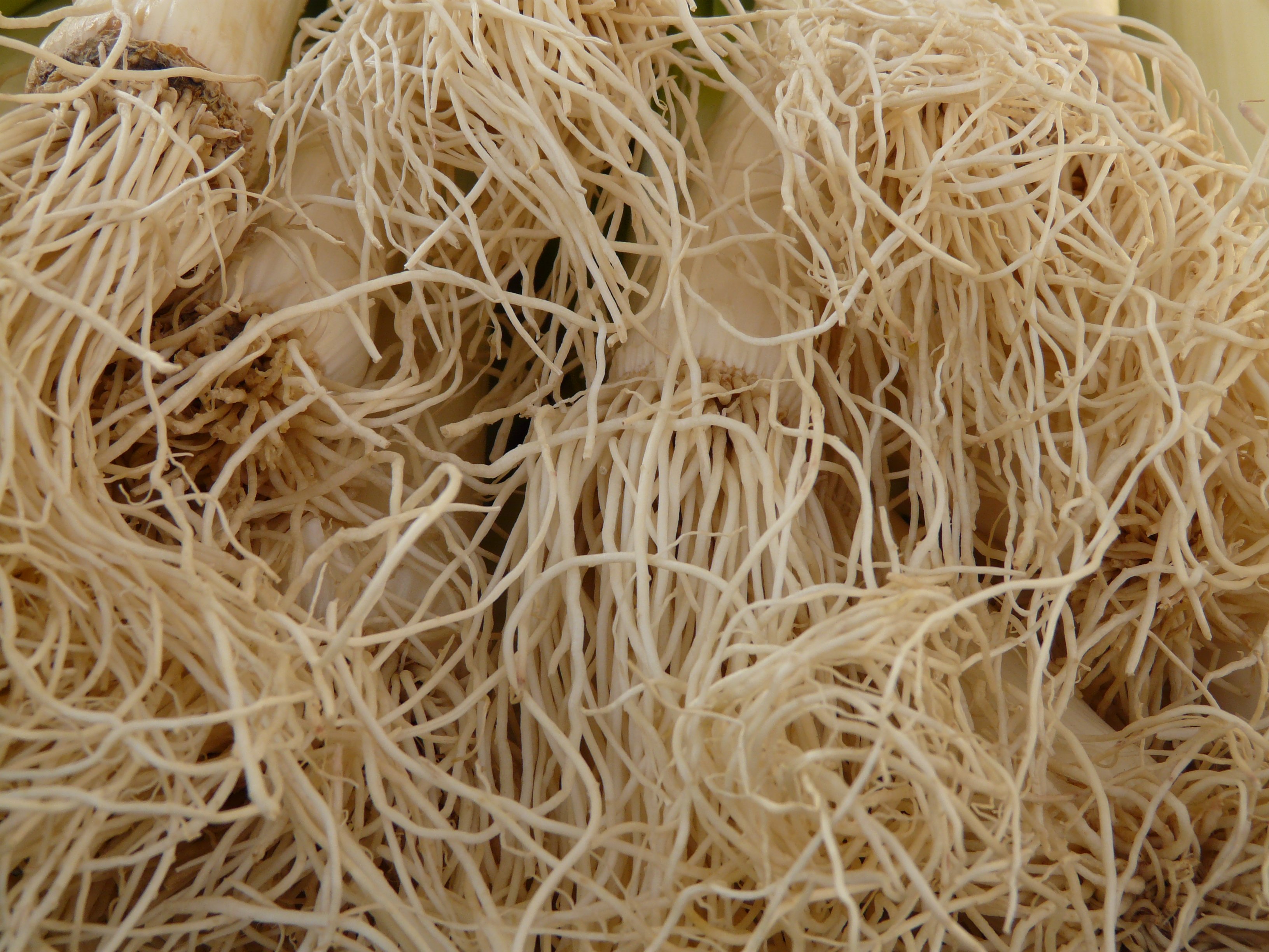 Long onion roots free image download