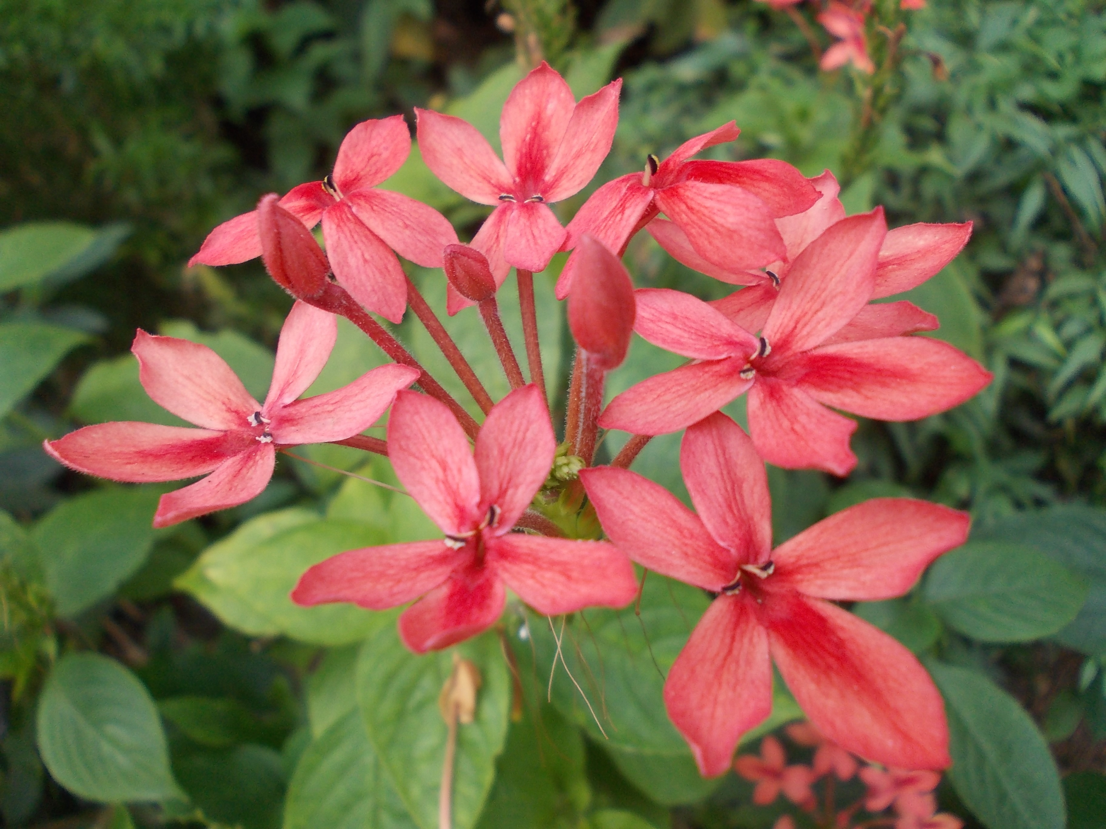 Delicate flower buds free image download