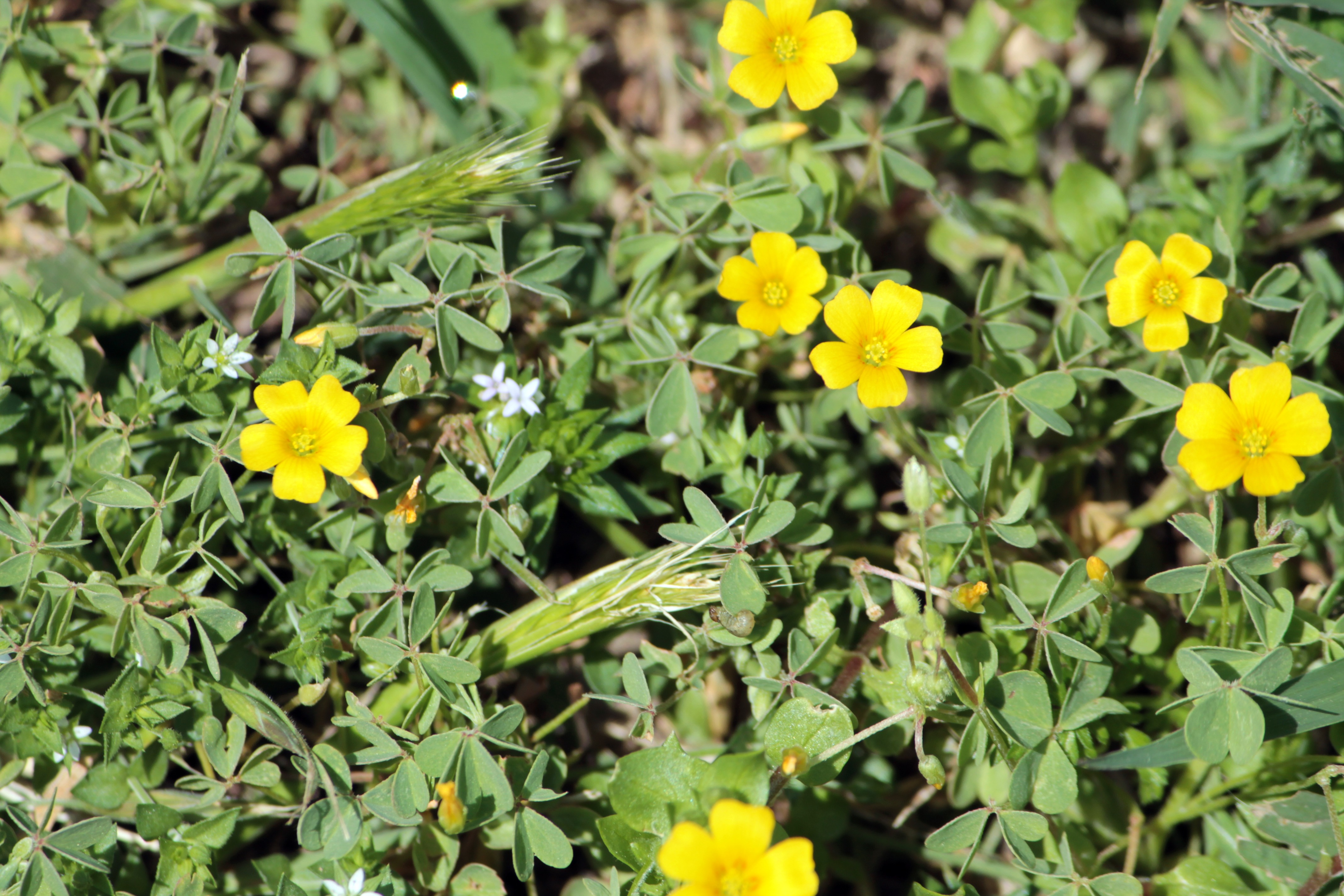 Potentilla acaulis, flowering plants on ground free image download