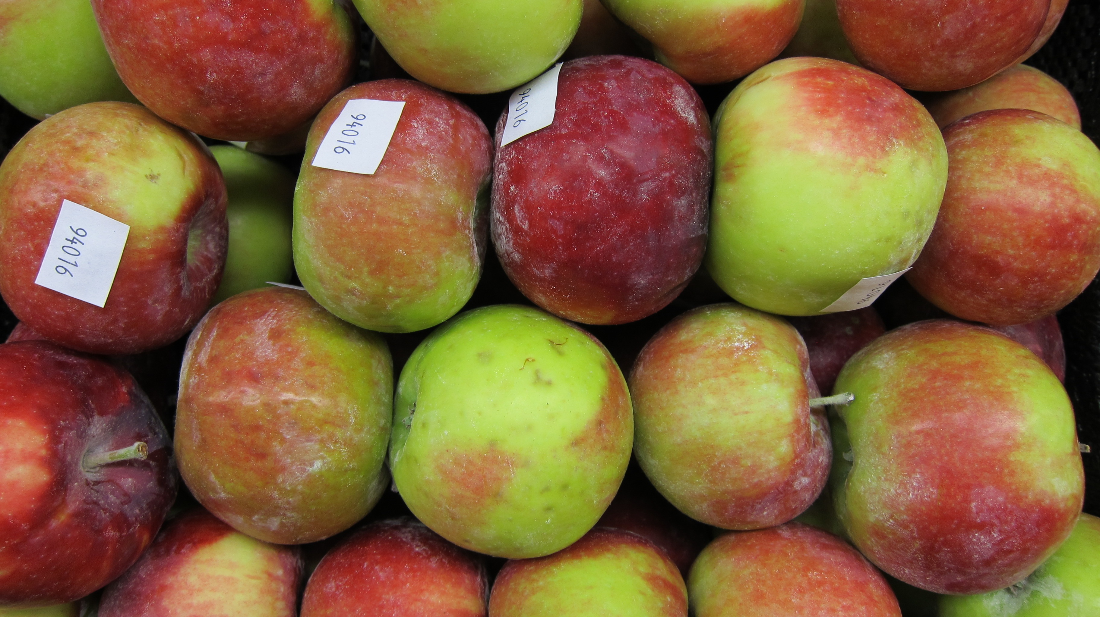 Fresh Healthy Apples free image download