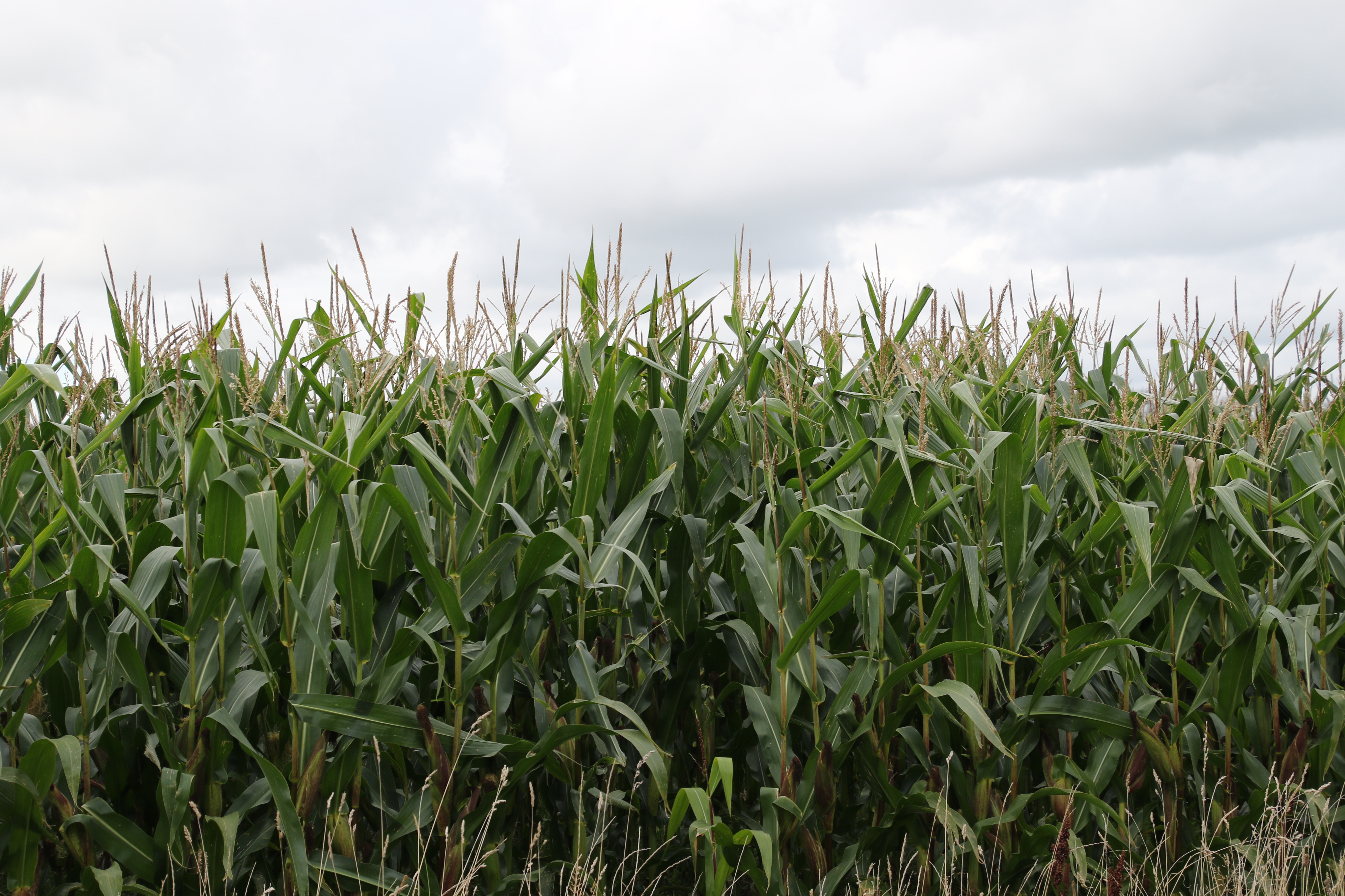 Fall corn harvest free image download