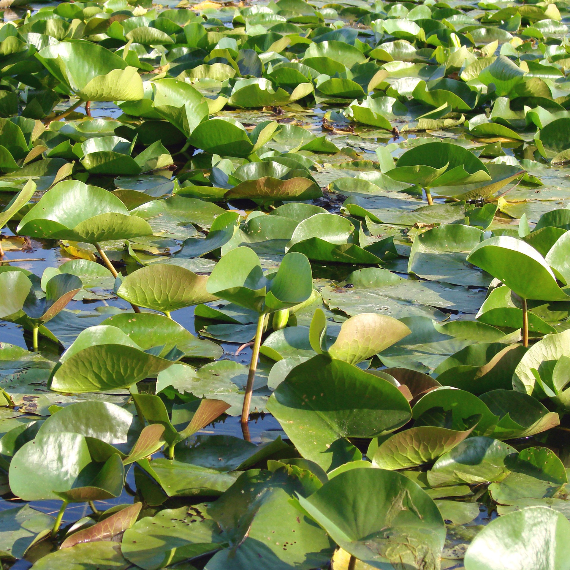 Summer bloom free image download