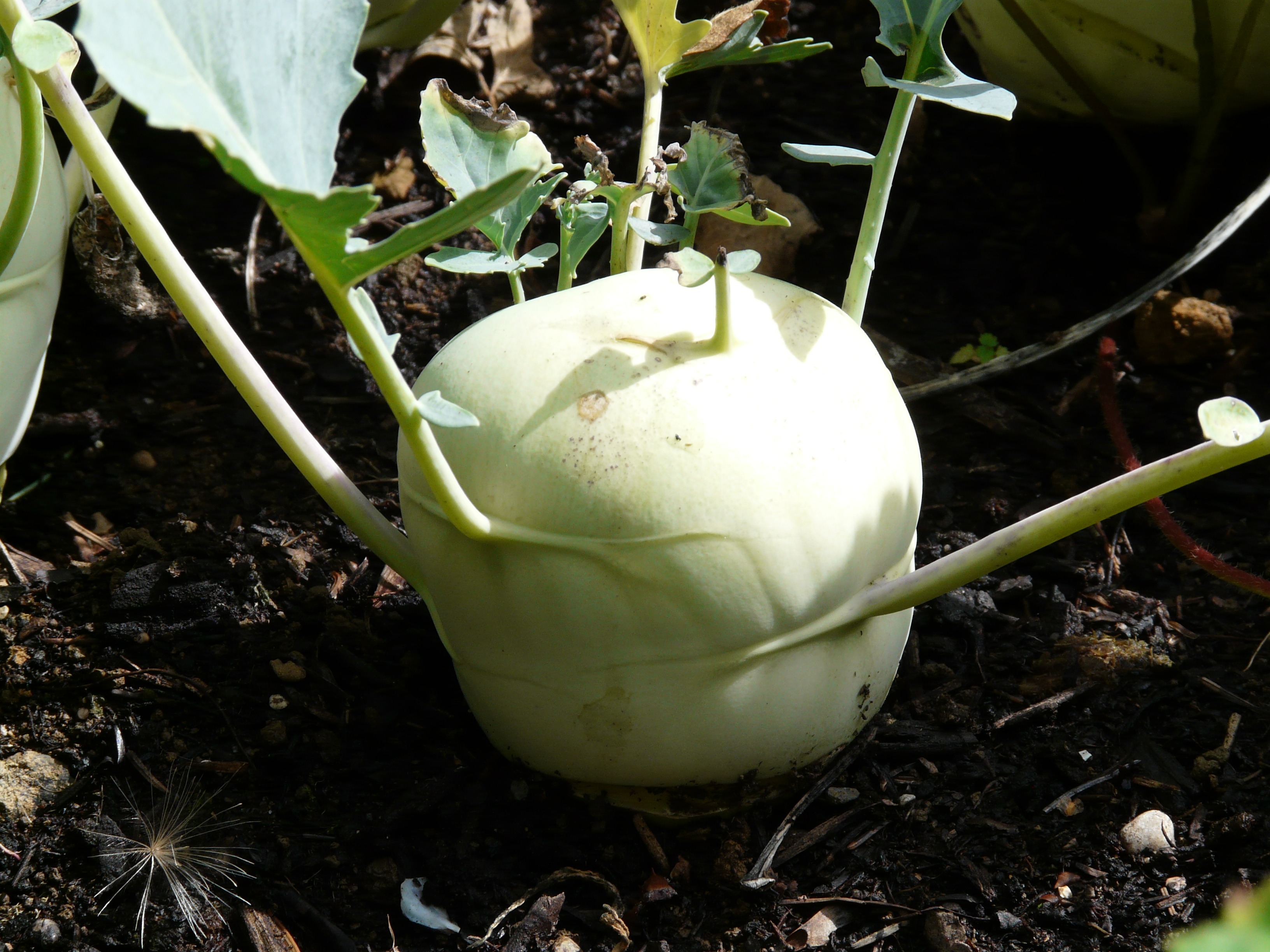 Round cabbage fruit free image download