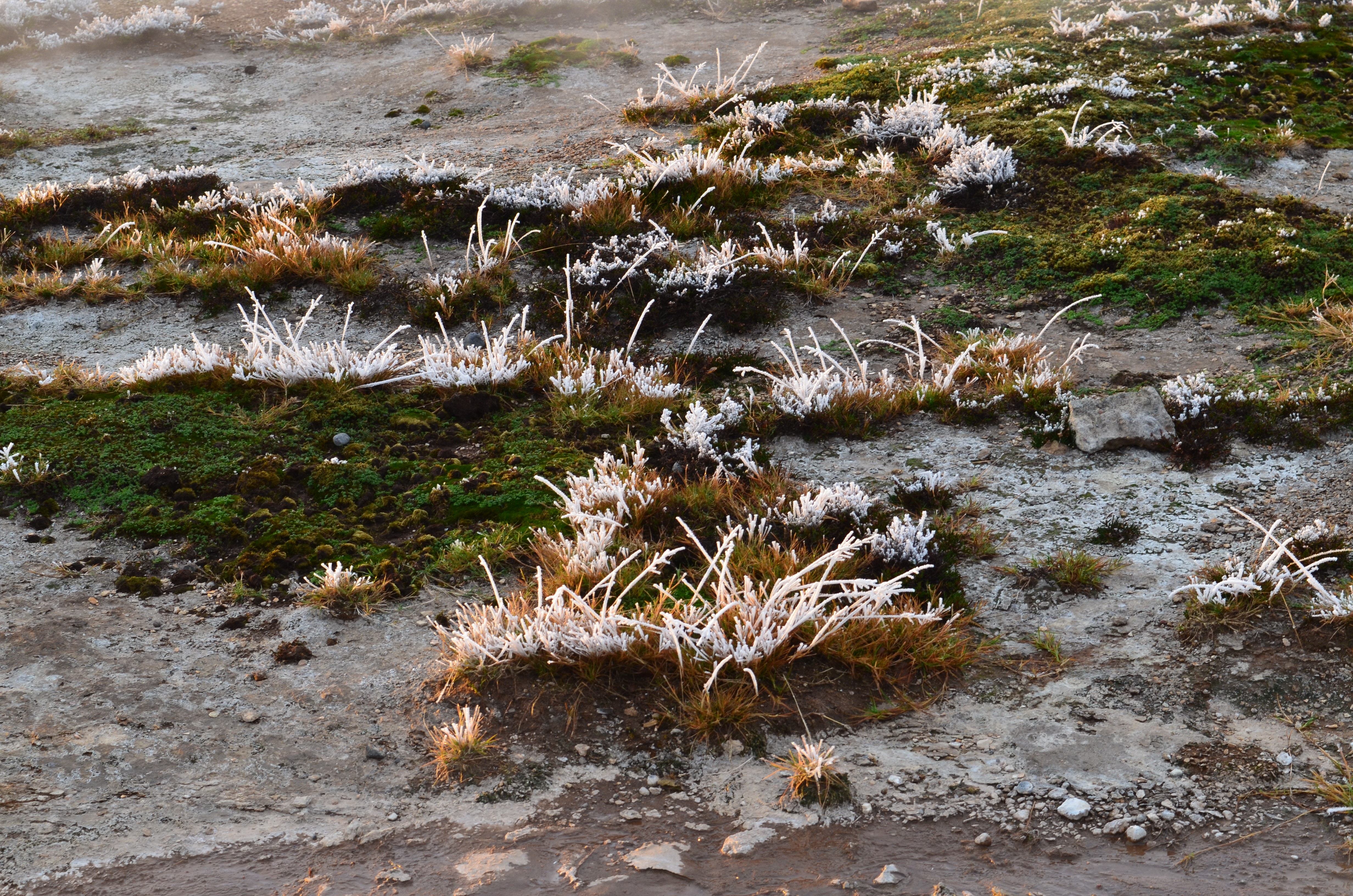 Vegetation Frost Rime free image download