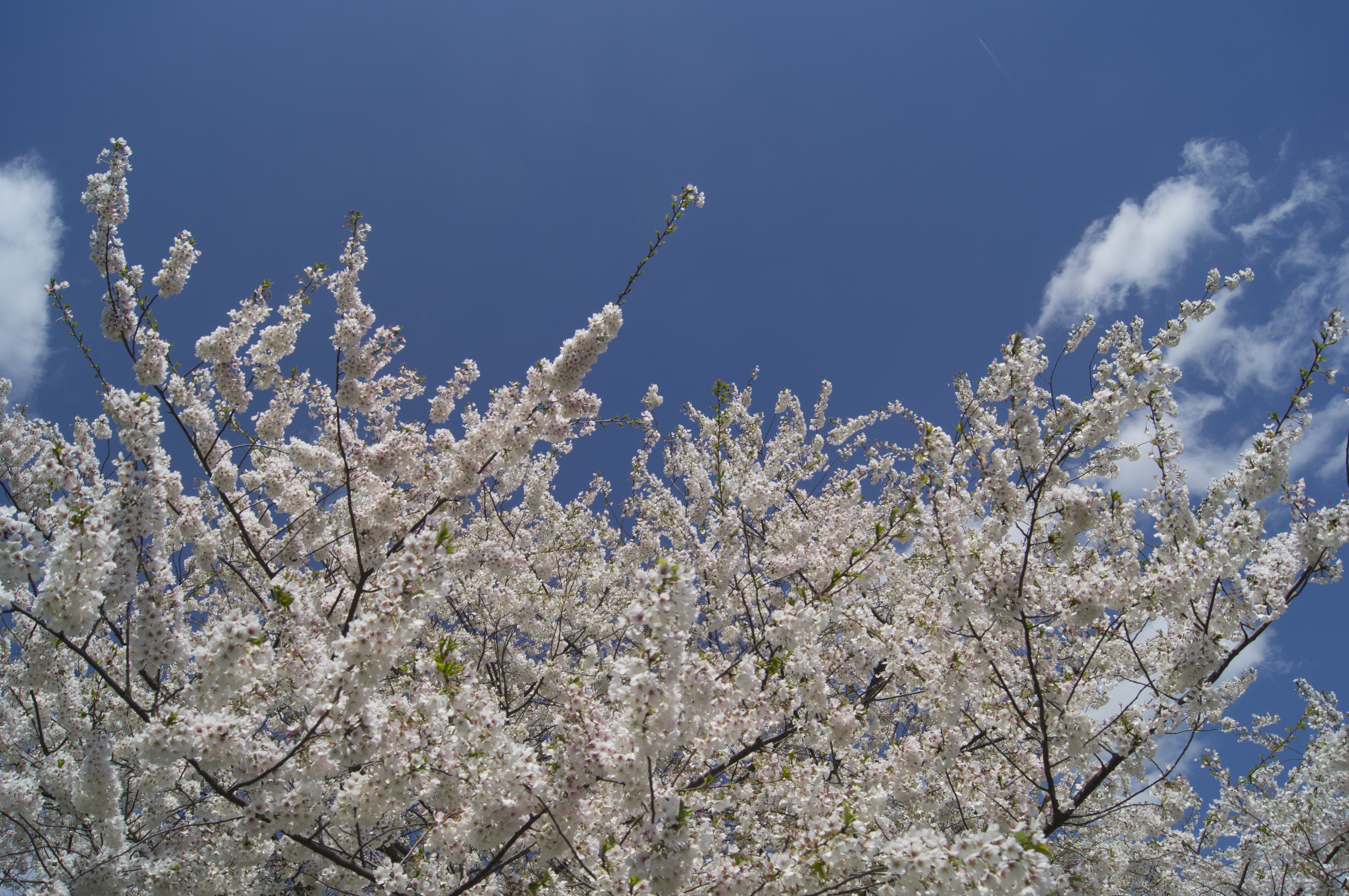 Flowered tree free image download