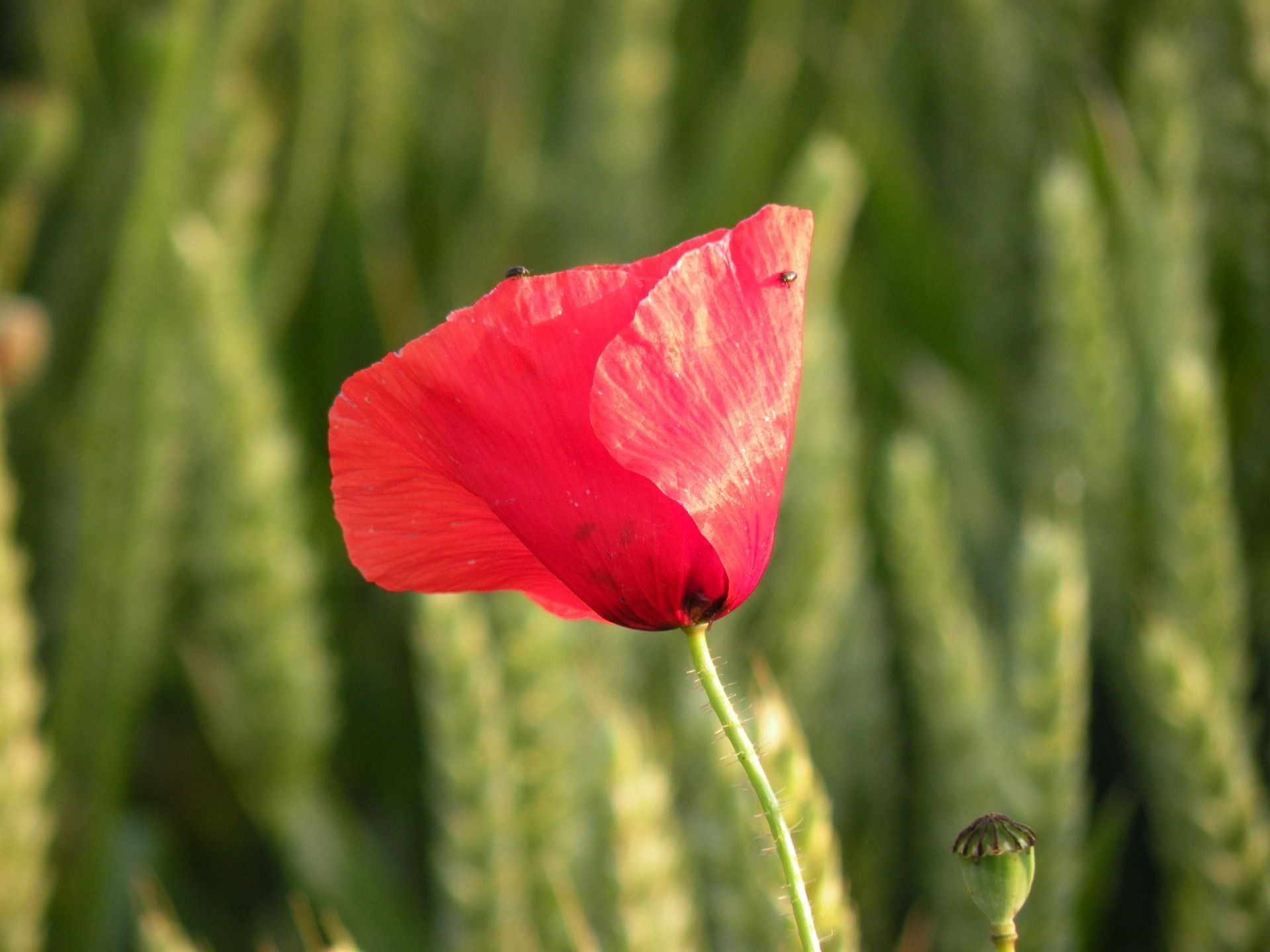 Beautiful bud in field free image download
