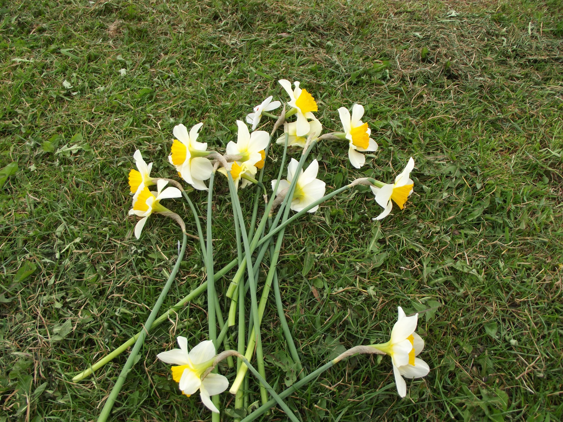 Bouquet of flower on grass free image download