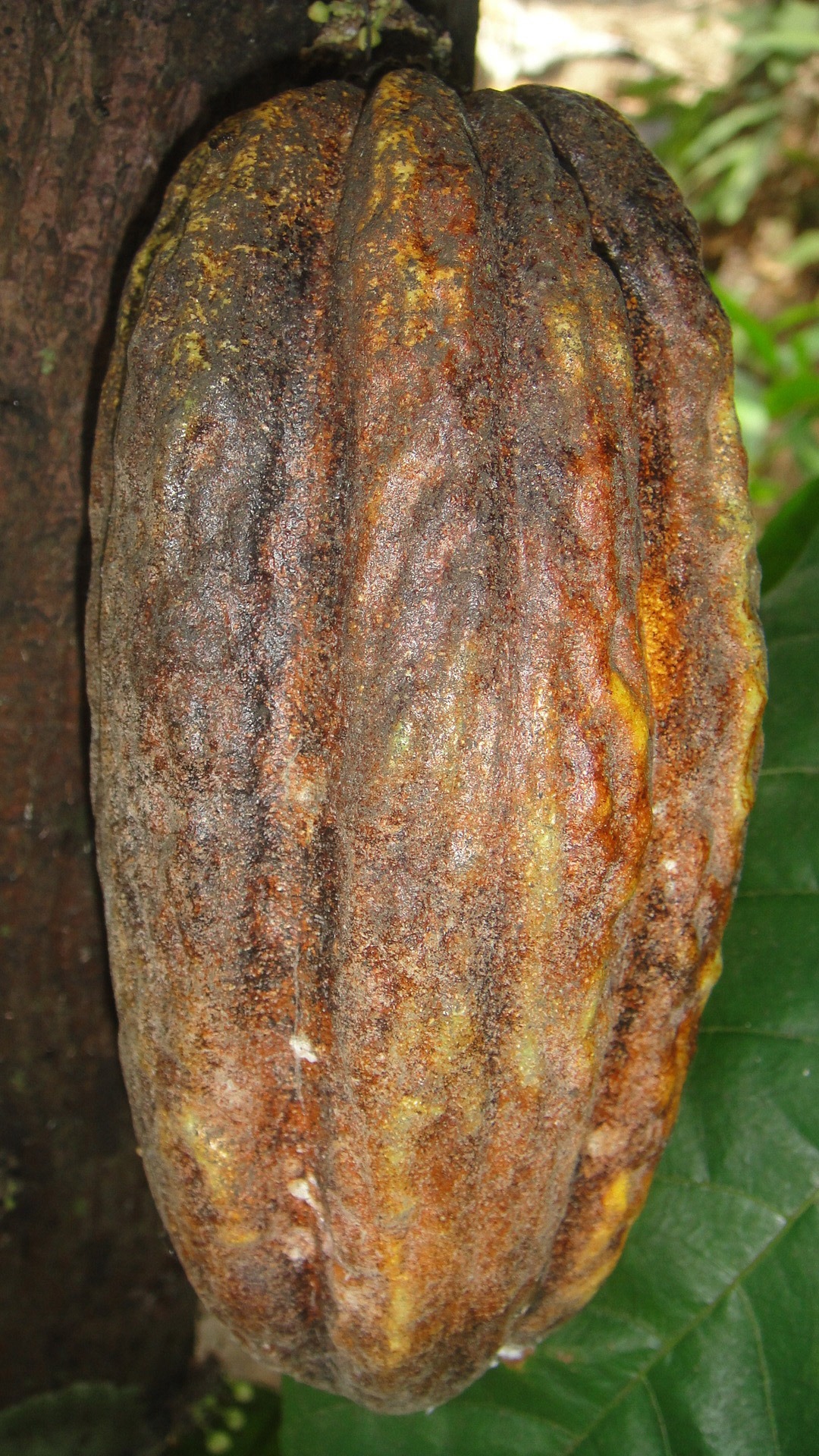 Cocoa Fruit Ingredient free image download