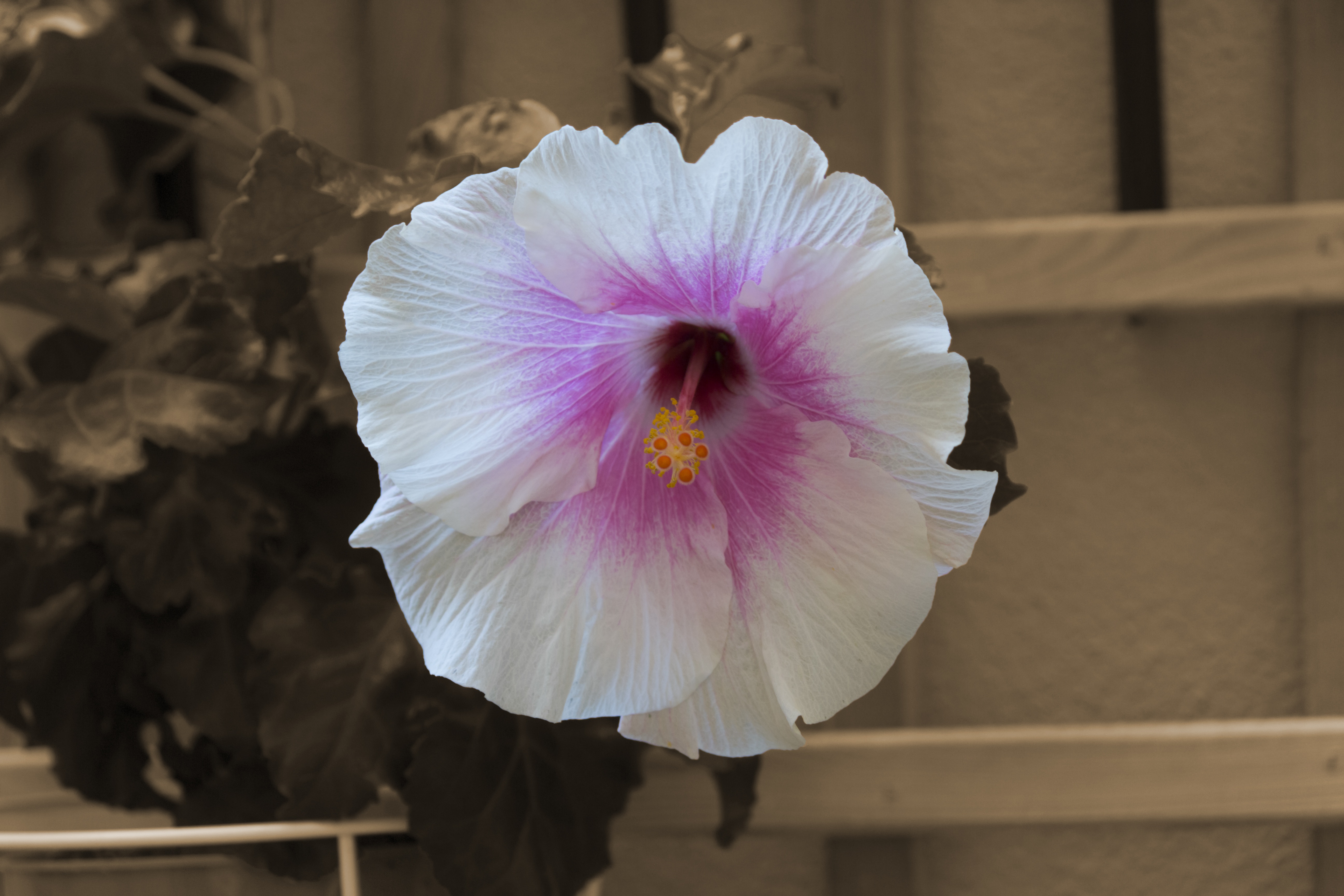 Bud of fragrant flower free image download