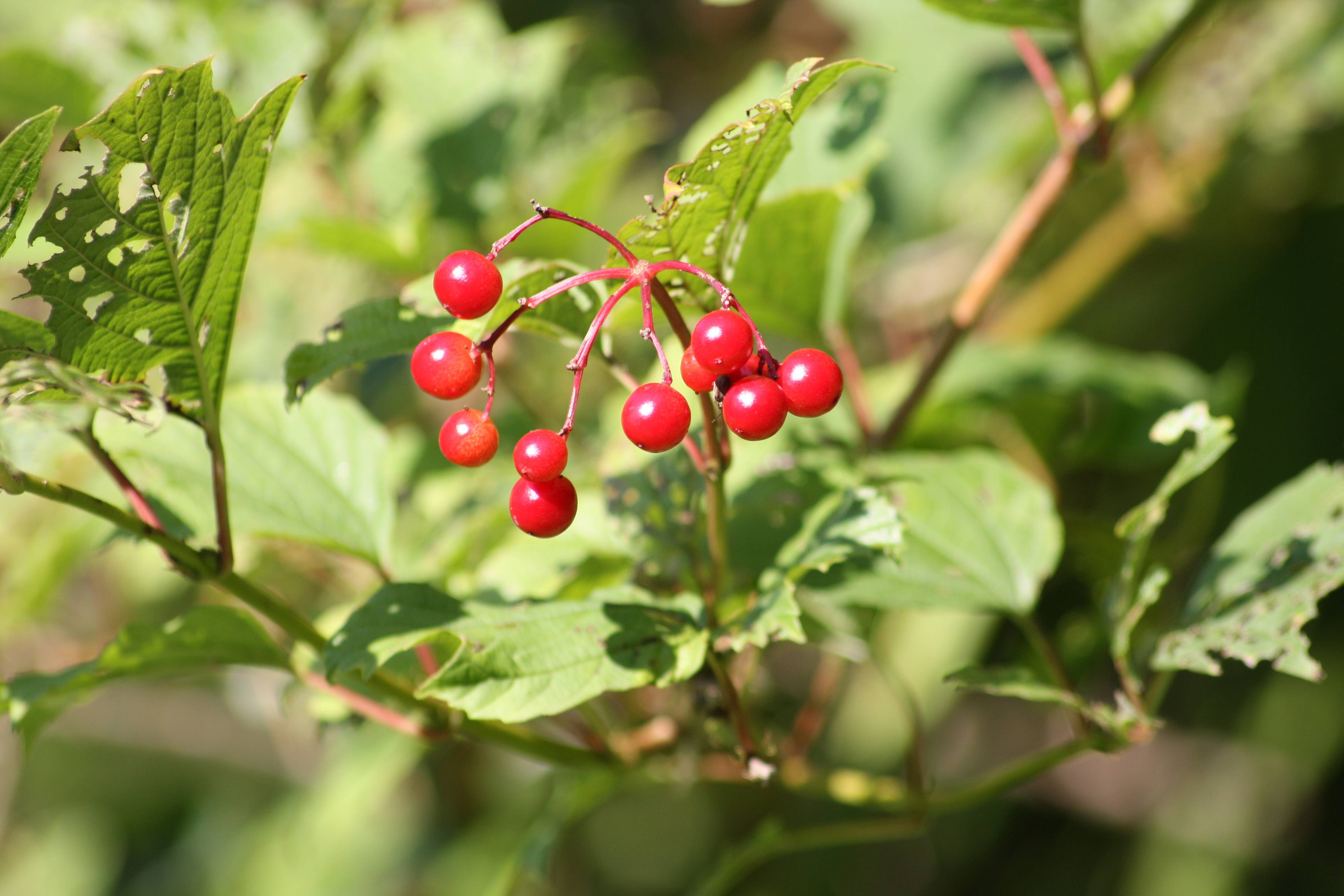 Forest red berries wild free image download