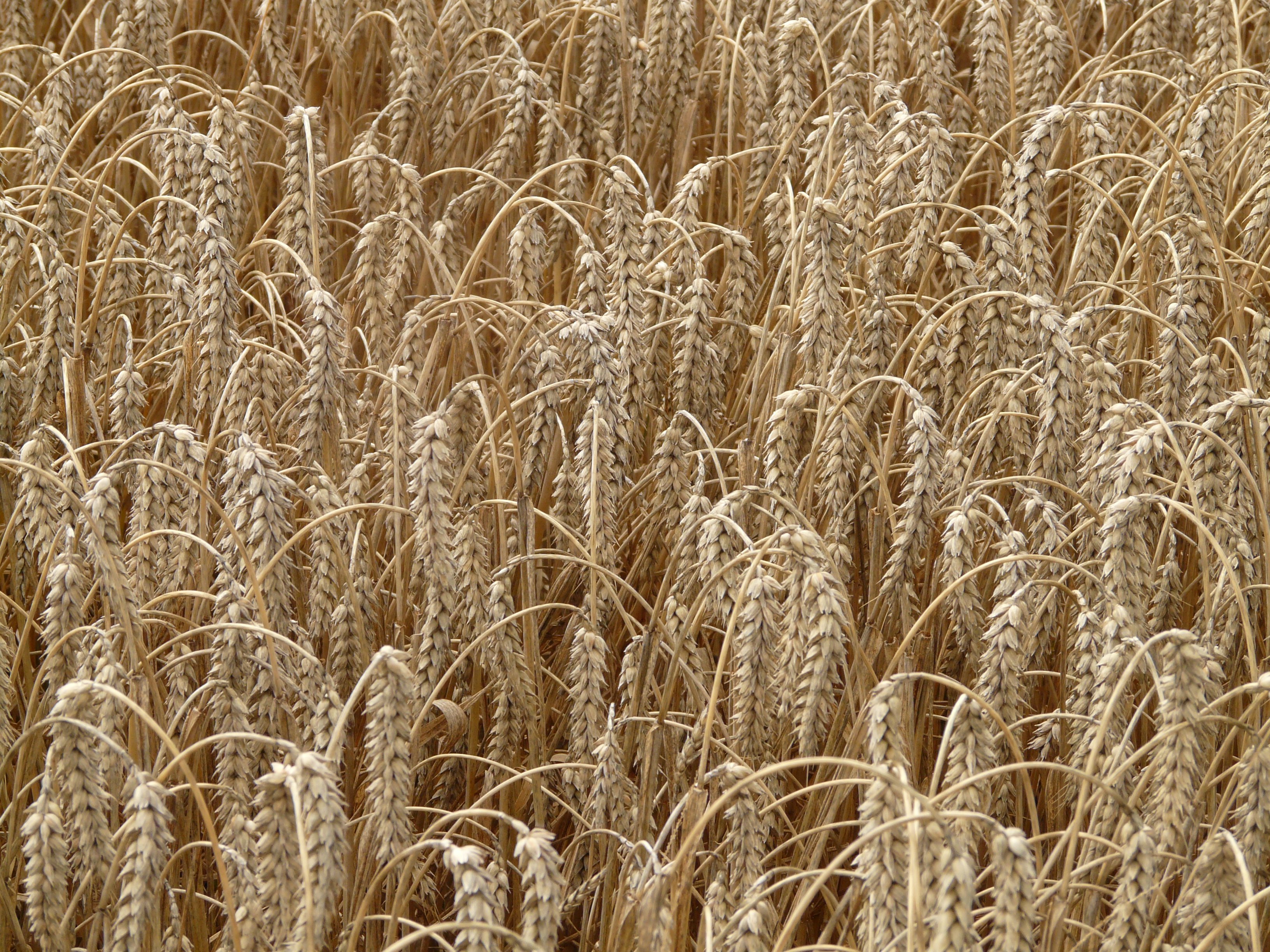 Ears of grain in the field free image download