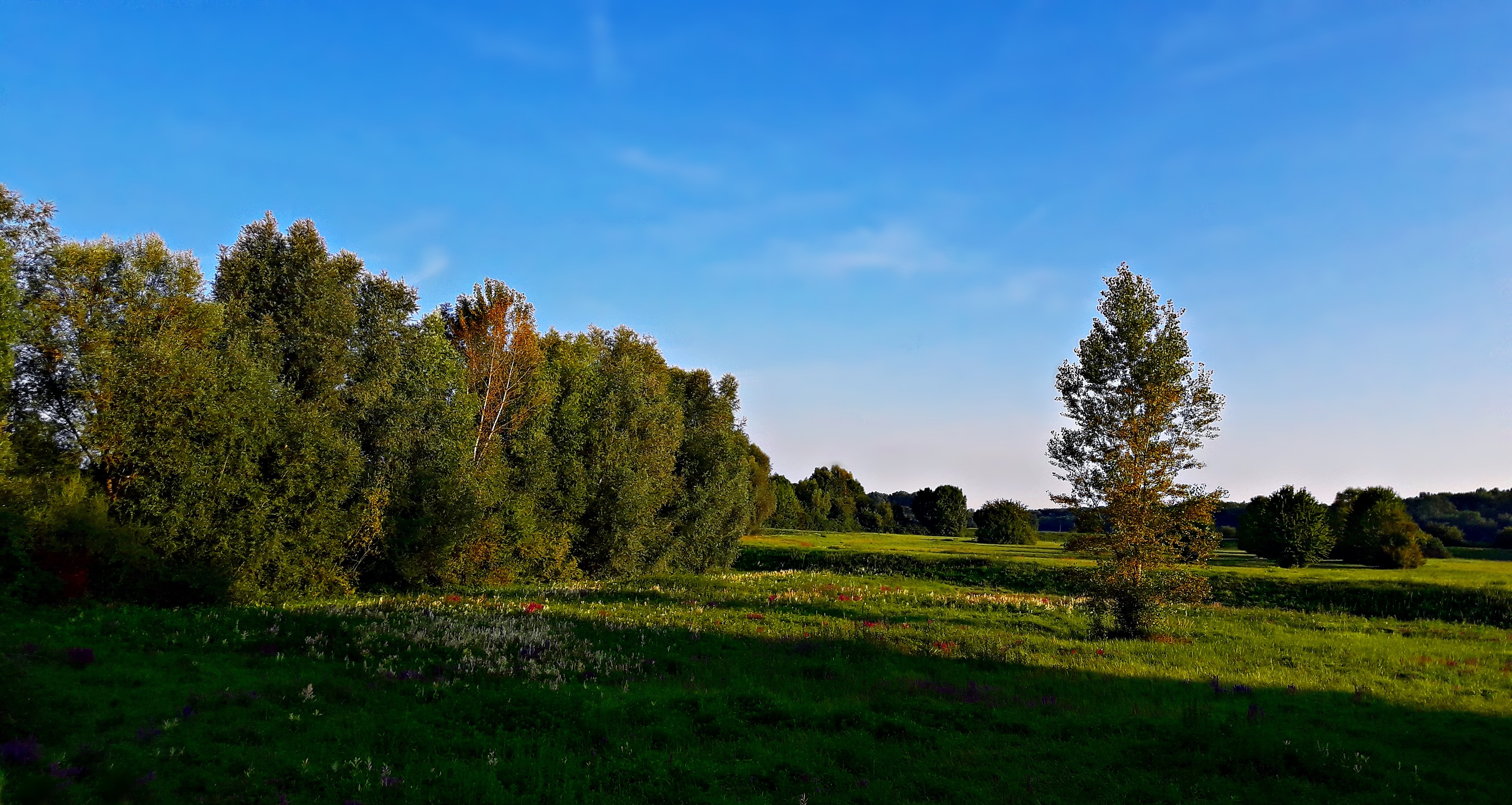 Landscape of Field Meadow at sunset free image download