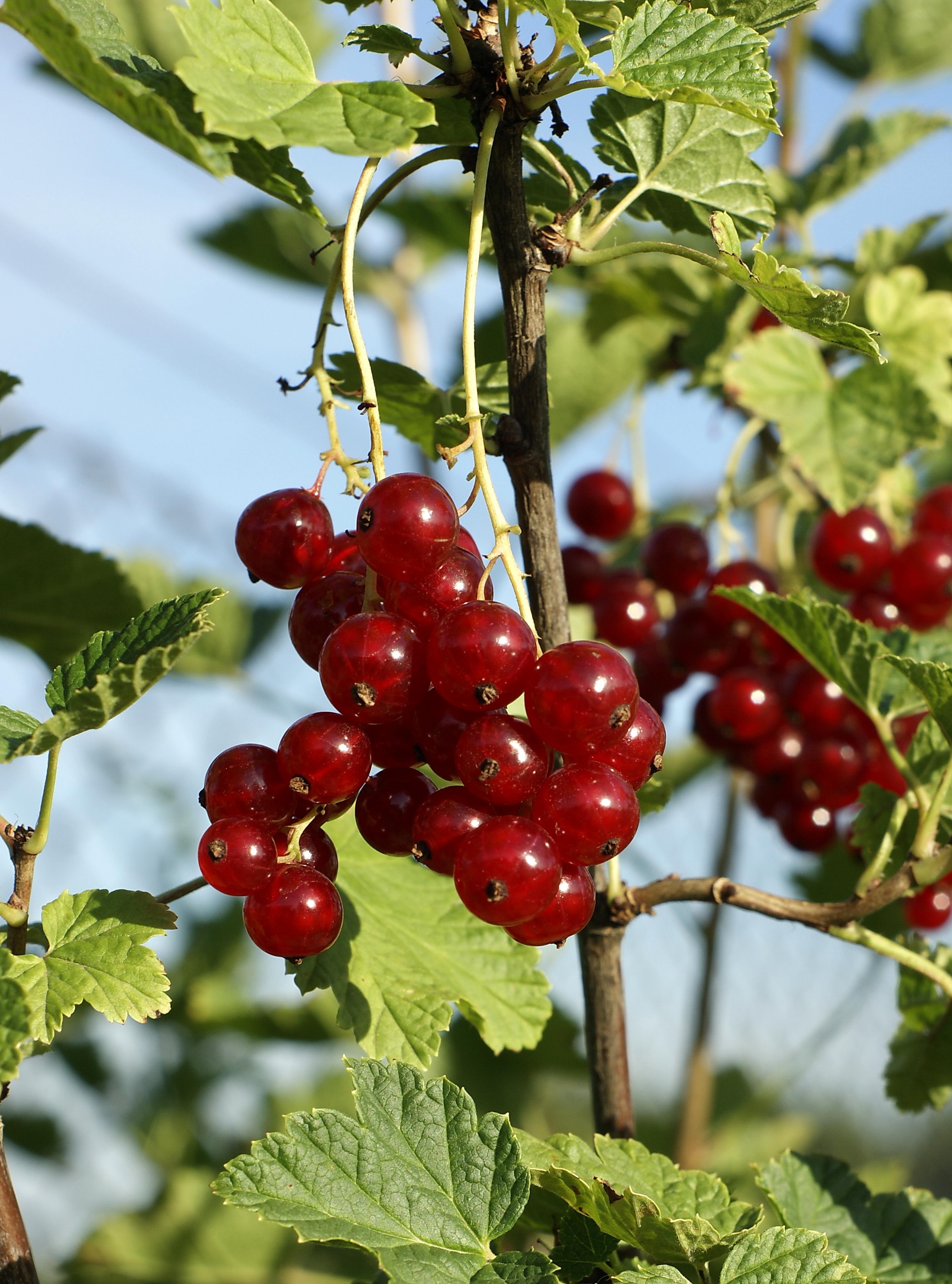 Red sweet ripe berries free image download