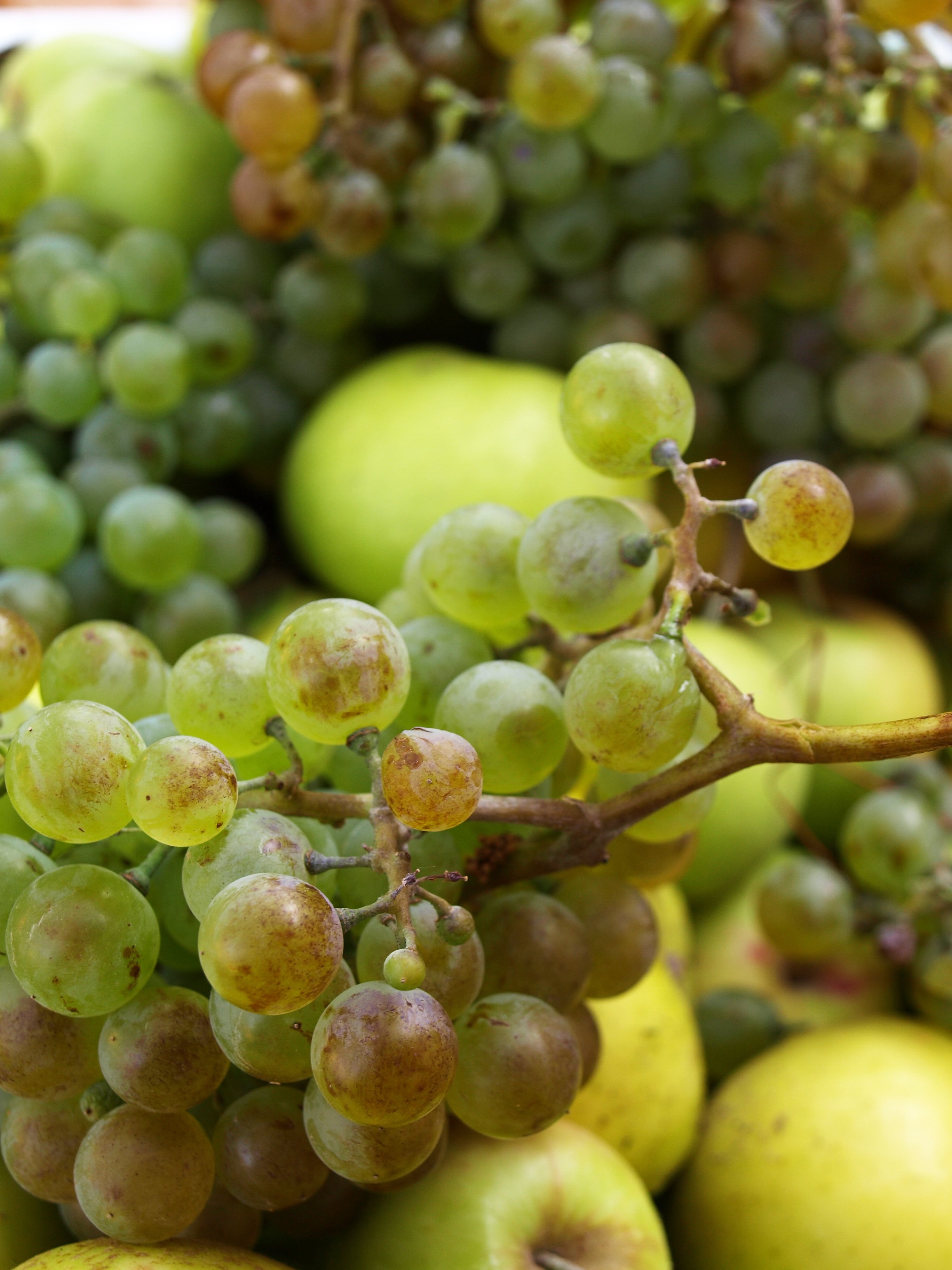 Fruit Autumn Grapes free image download