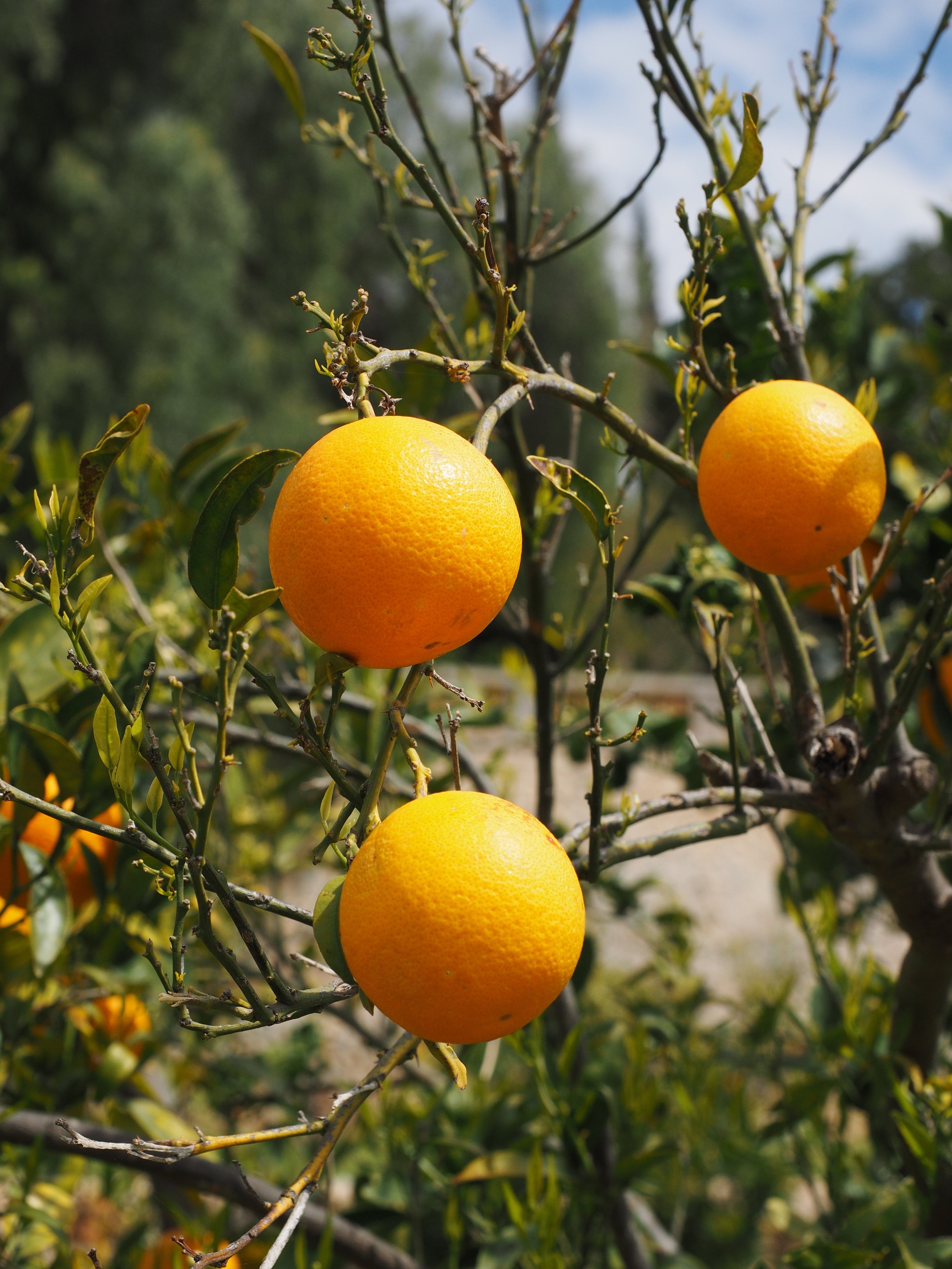 Fresh sweet oranges free image download