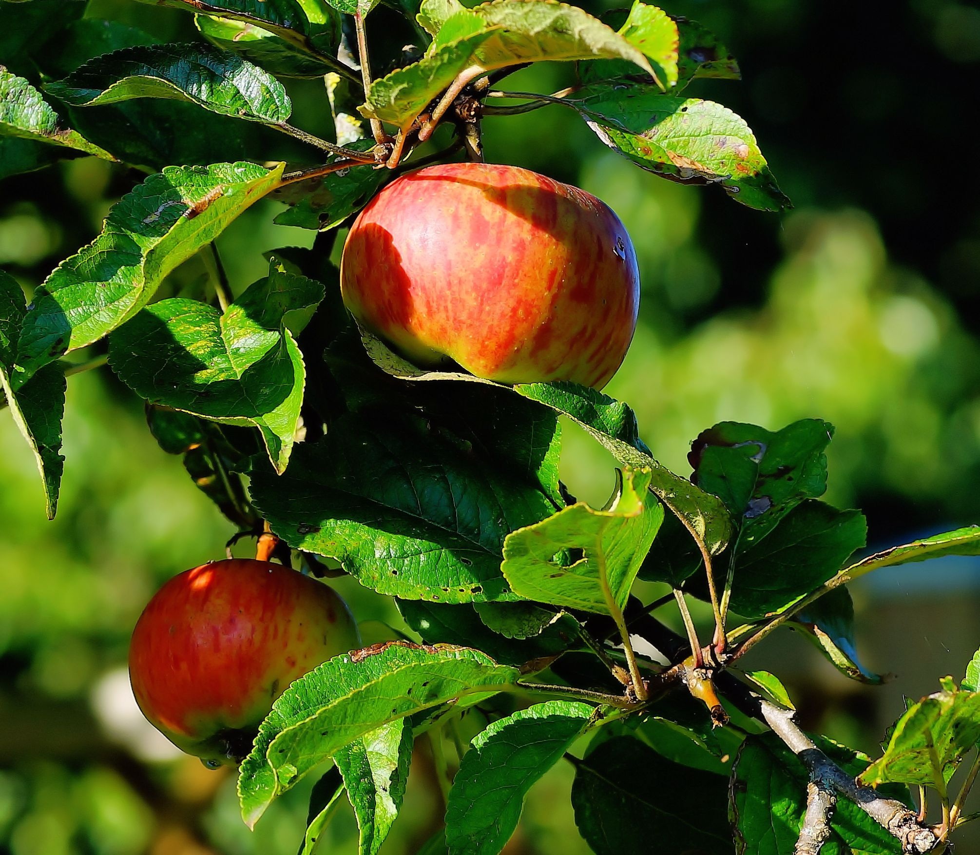 Sweet ripe apples on tree free image download