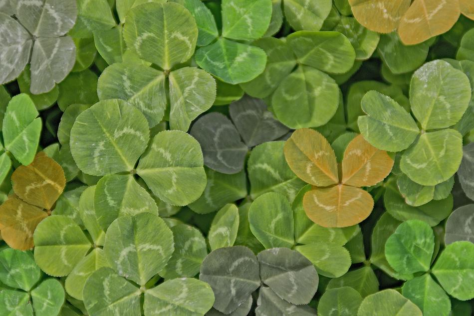 Green Clover Color free image download
