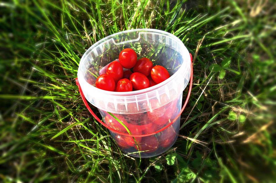 Grape Tomato Vegetable free image download