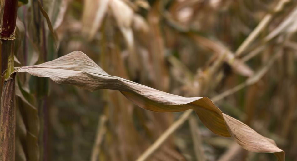 Sheet Corn Growth free image download