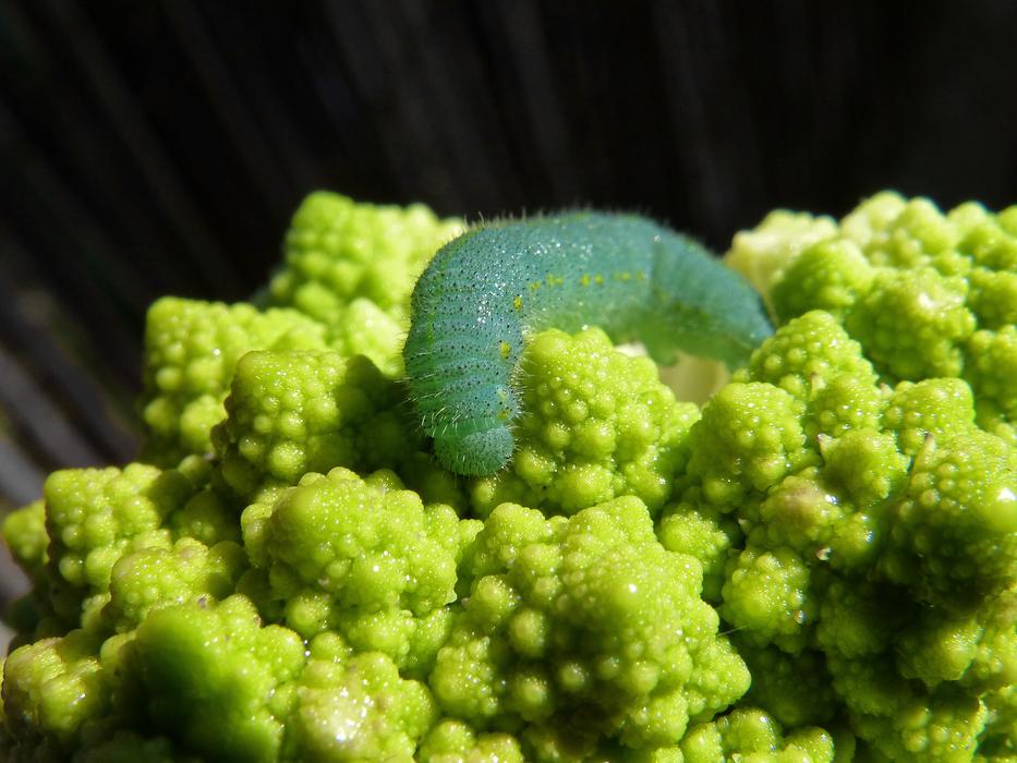 Green fat Caterpillar on Broccoli head free image download