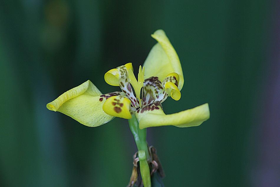 Yellow Walking Irish Floral Plant free image download