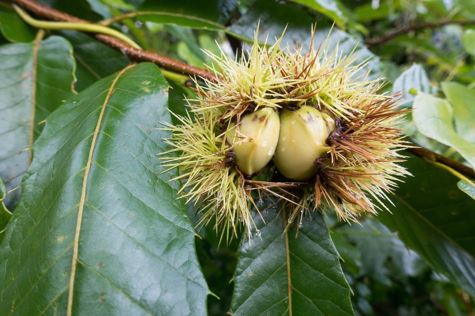 Prickly chestnut on tree free image download