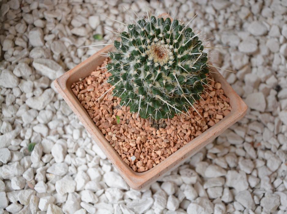 Rickly cactus in pot free image download