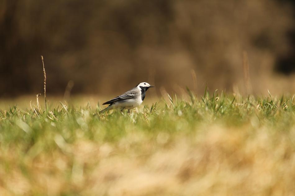 Lonely bird in the field free image download
