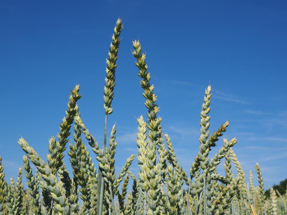 Wheat Spike Field free image download